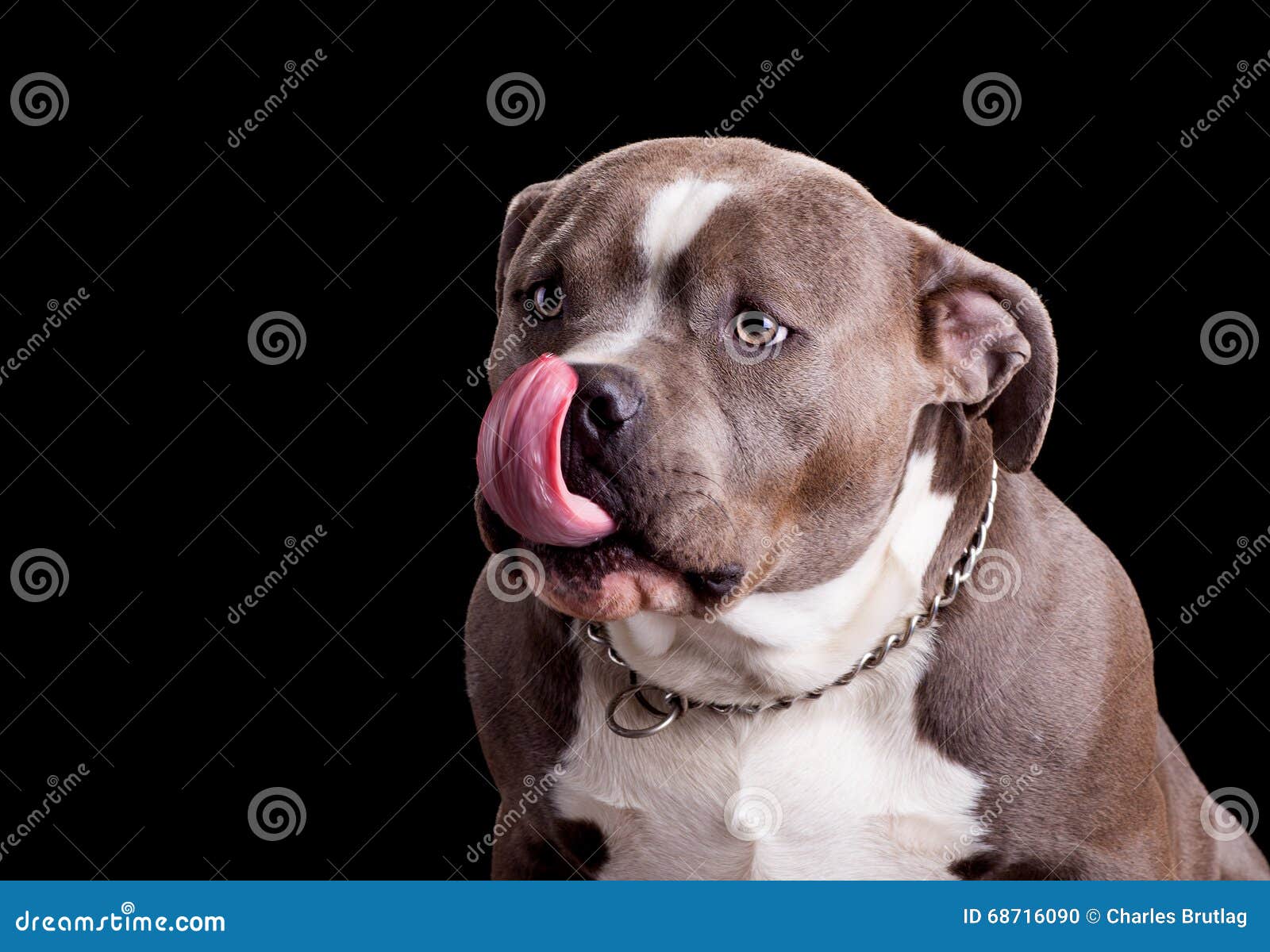 3 American Bully Dogs Laying And Standing Together Stock Photo ...