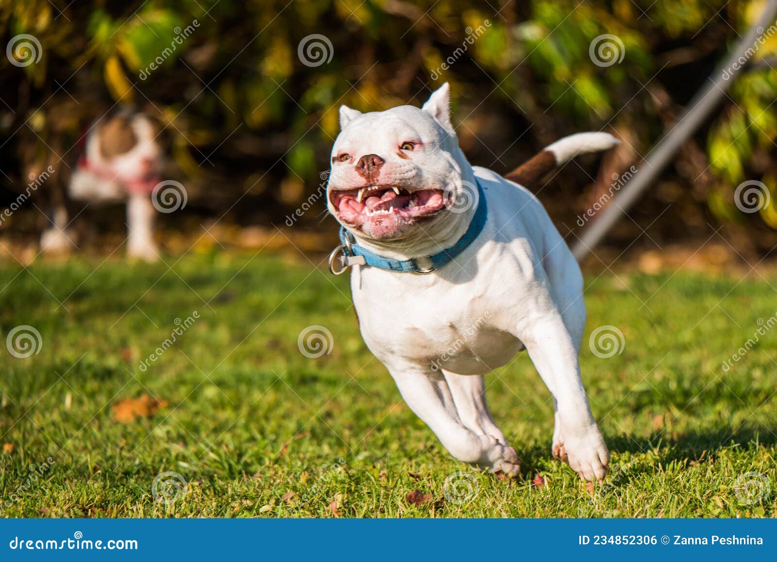 American Bully Dog Male in Move on Nature Stock Photo - Image of ...