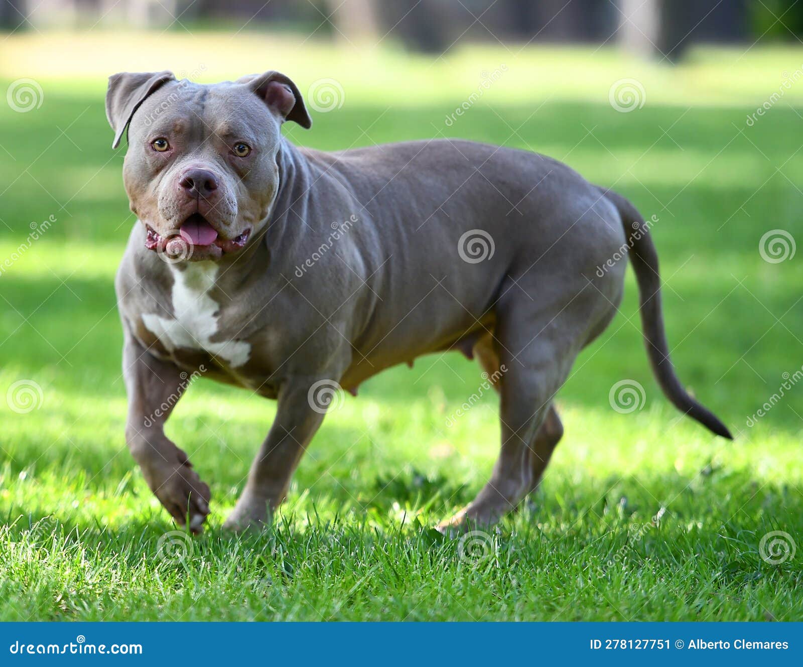 American Bully Dog in the Park Stock Image - Image of puppy, bully ...