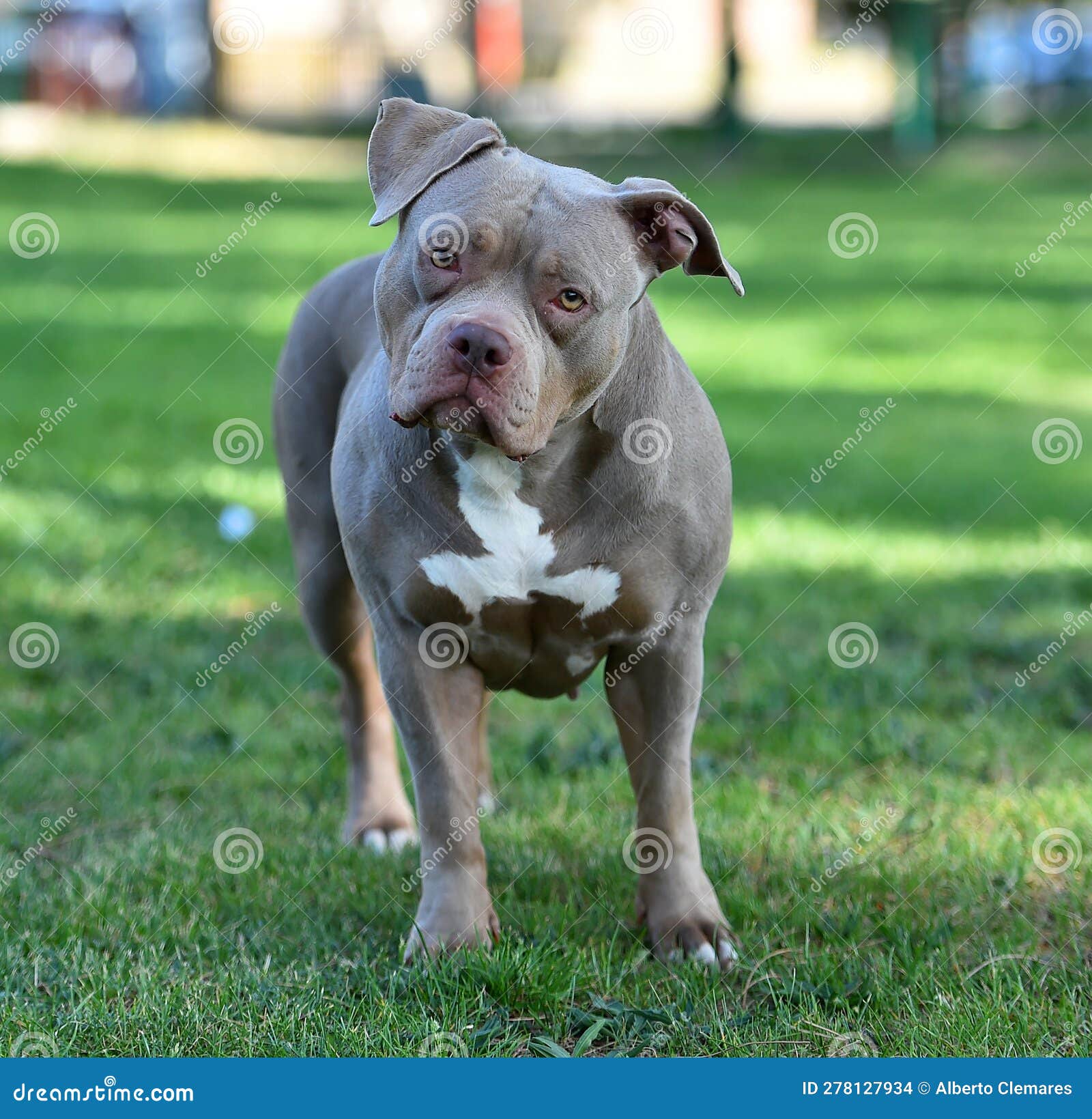 American Bully Dog in the Park Stock Photo - Image of sports, canine ...