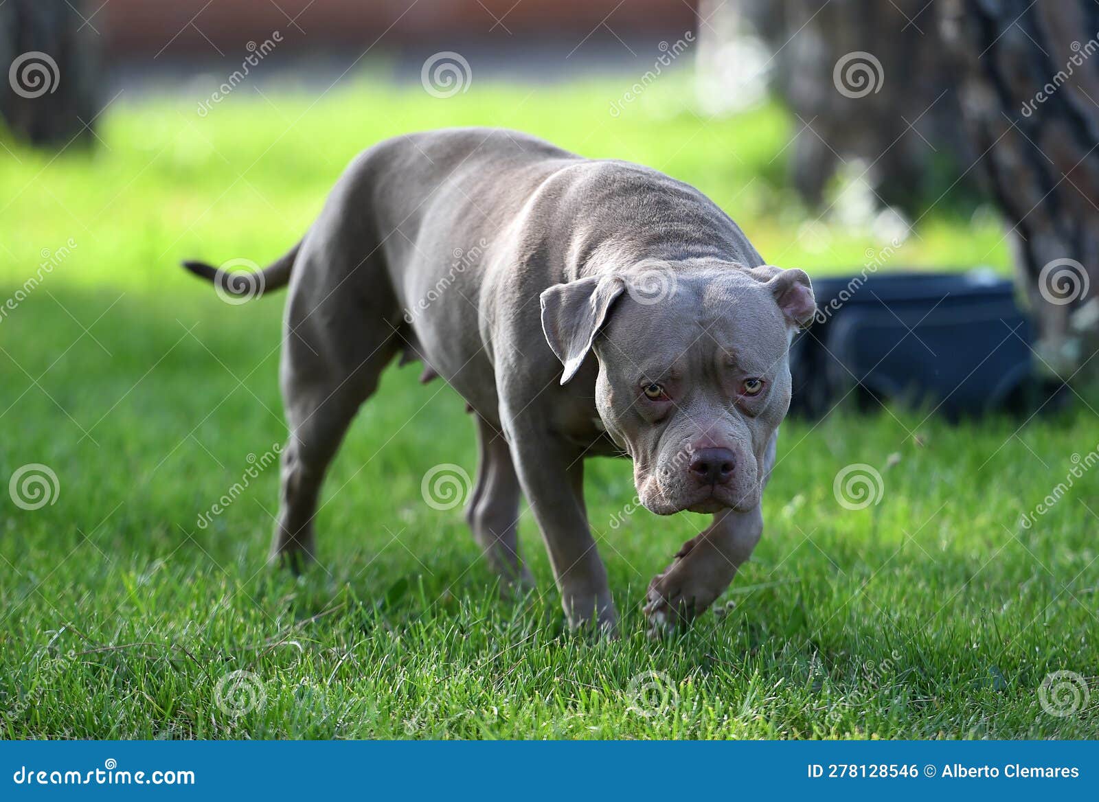 American Bully Dog in the Park Stock Photo - Image of sports, nose ...