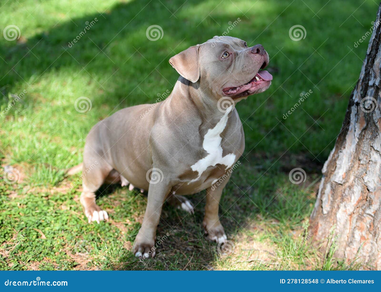 American Bully Dog in the Park Stock Photo - Image of carnivore, park ...
