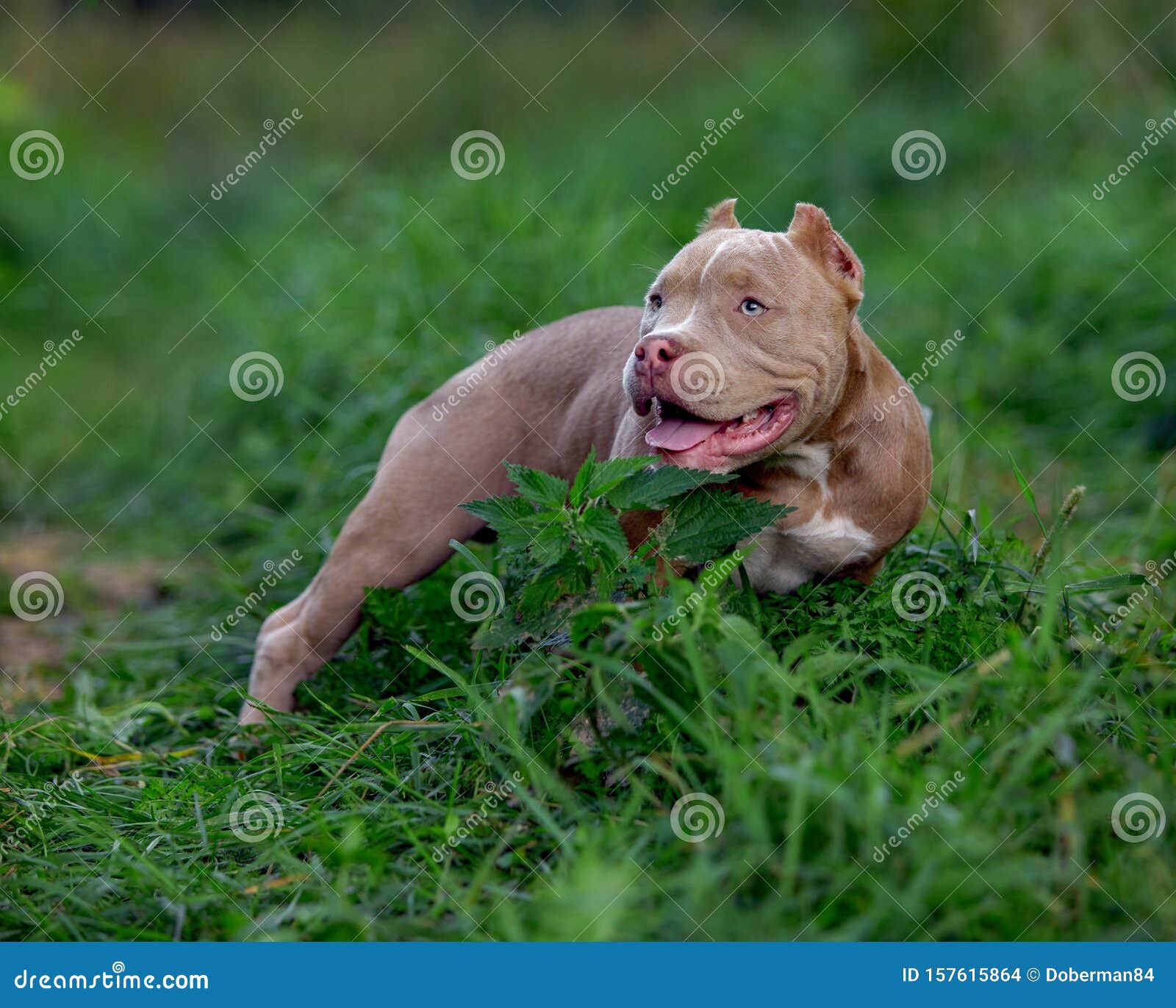 American Bully Dog Running on the Lawn Green Grass in the Forest Stock ...