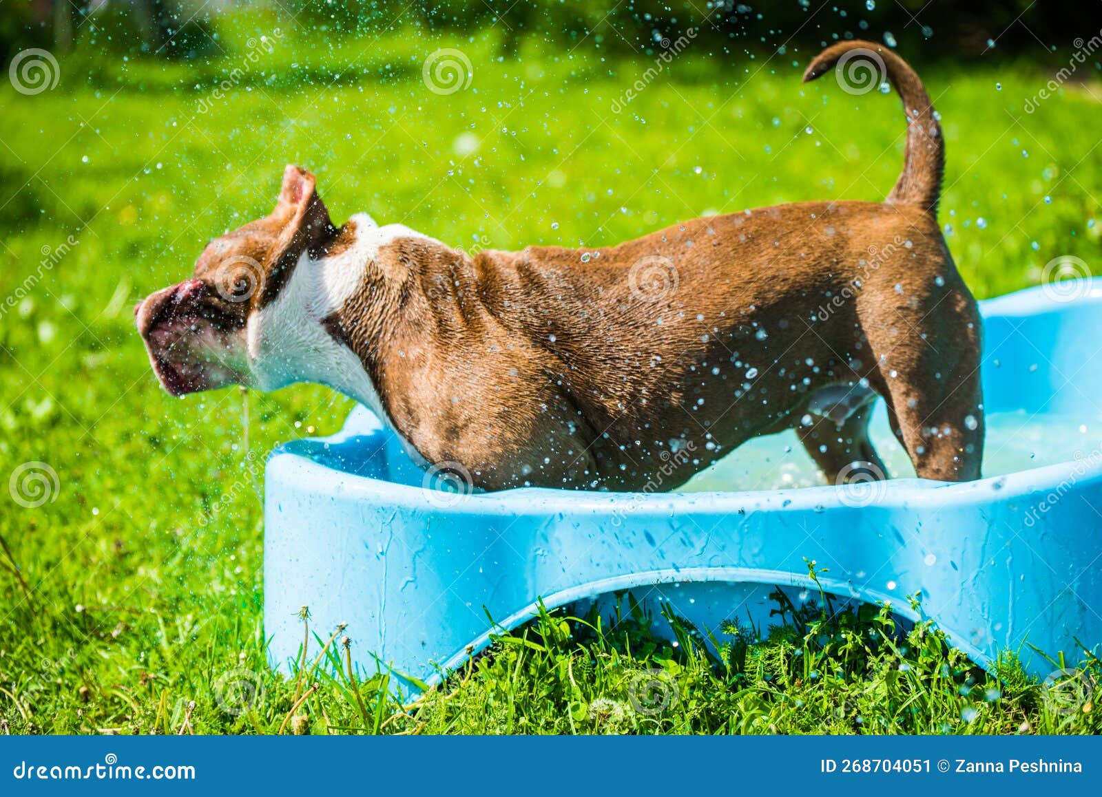 American Bully Dog is Swimming in Pool Outside Stock Image - Image of ...