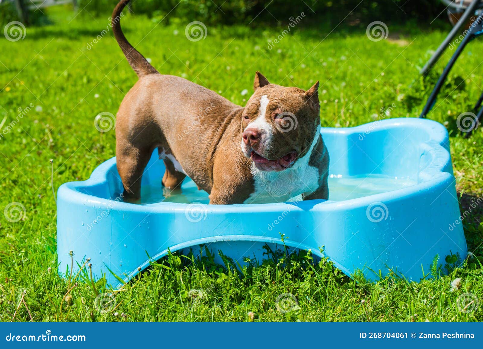 American Bully Dog is Swimming in Pool Outside Stock Image - Image of ...