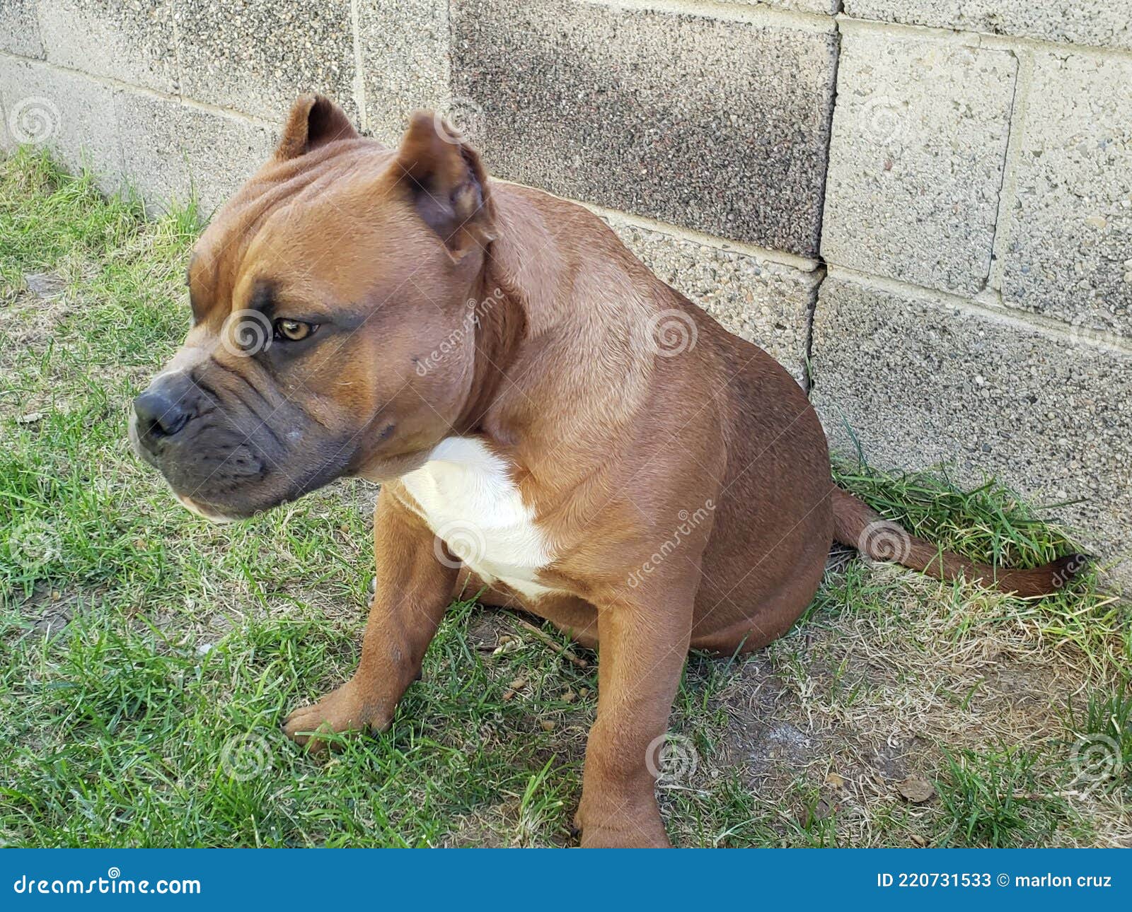 American Bully Junto a Brick Wall Imagen de archivo - Imagen de nariz ...