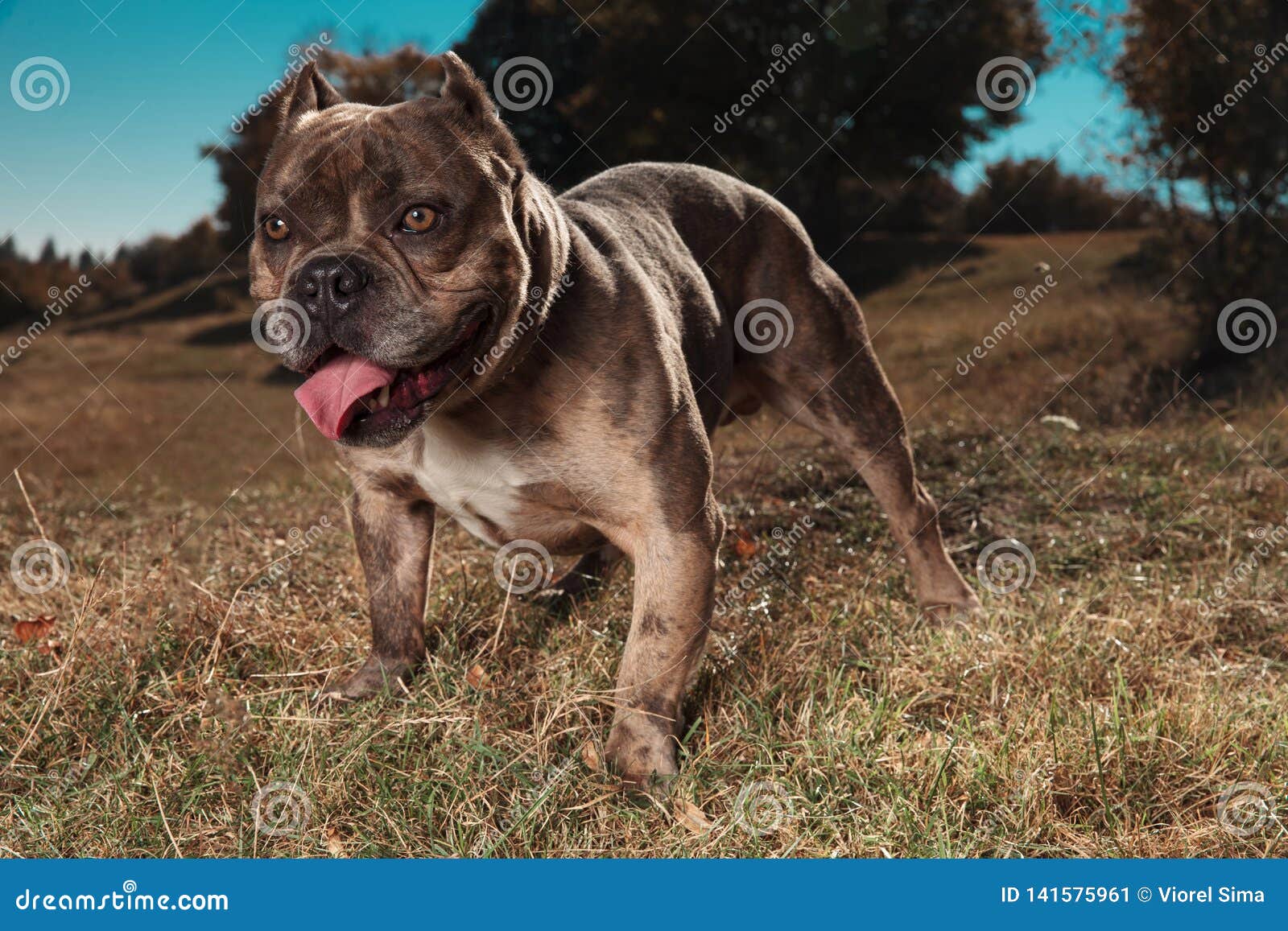 American Bully Panting and Looking Away Outdoor Stock Image - Image of ...