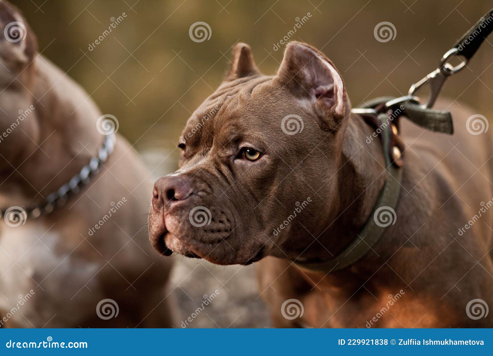 American Bully Pet Dog on Location in Nature Stock Photo - Image of ...