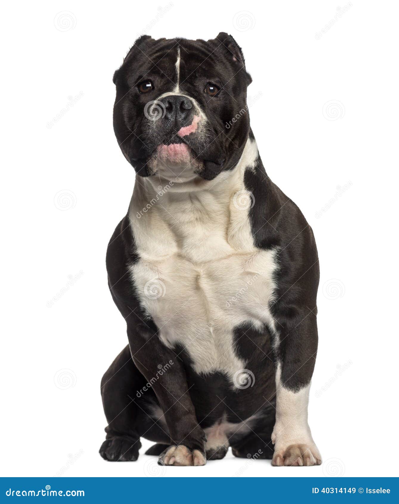 3 American Bully Dogs Laying And Standing Together Stock Photo ...