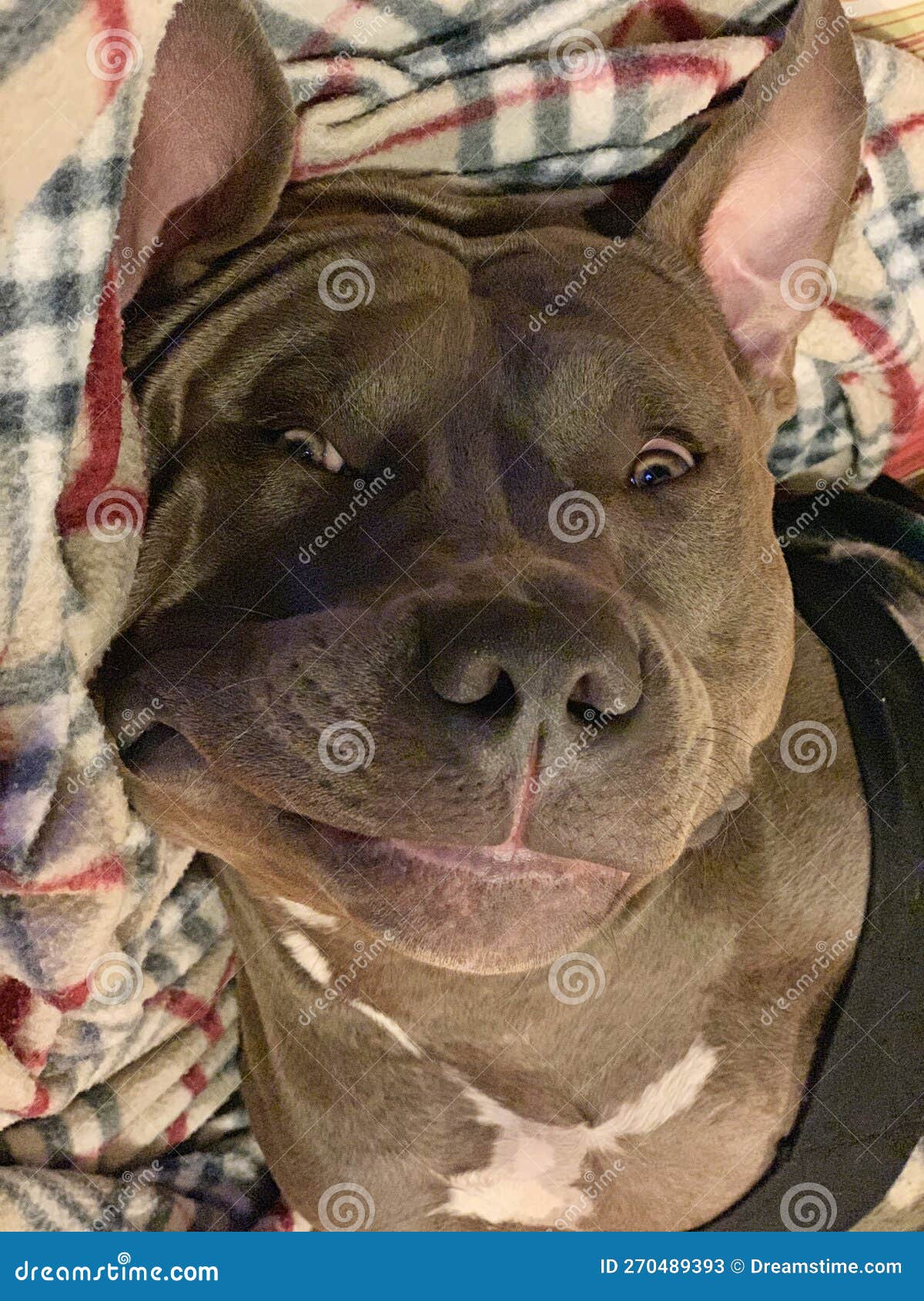American bully smiling stock image. Image of blanket - 270489393