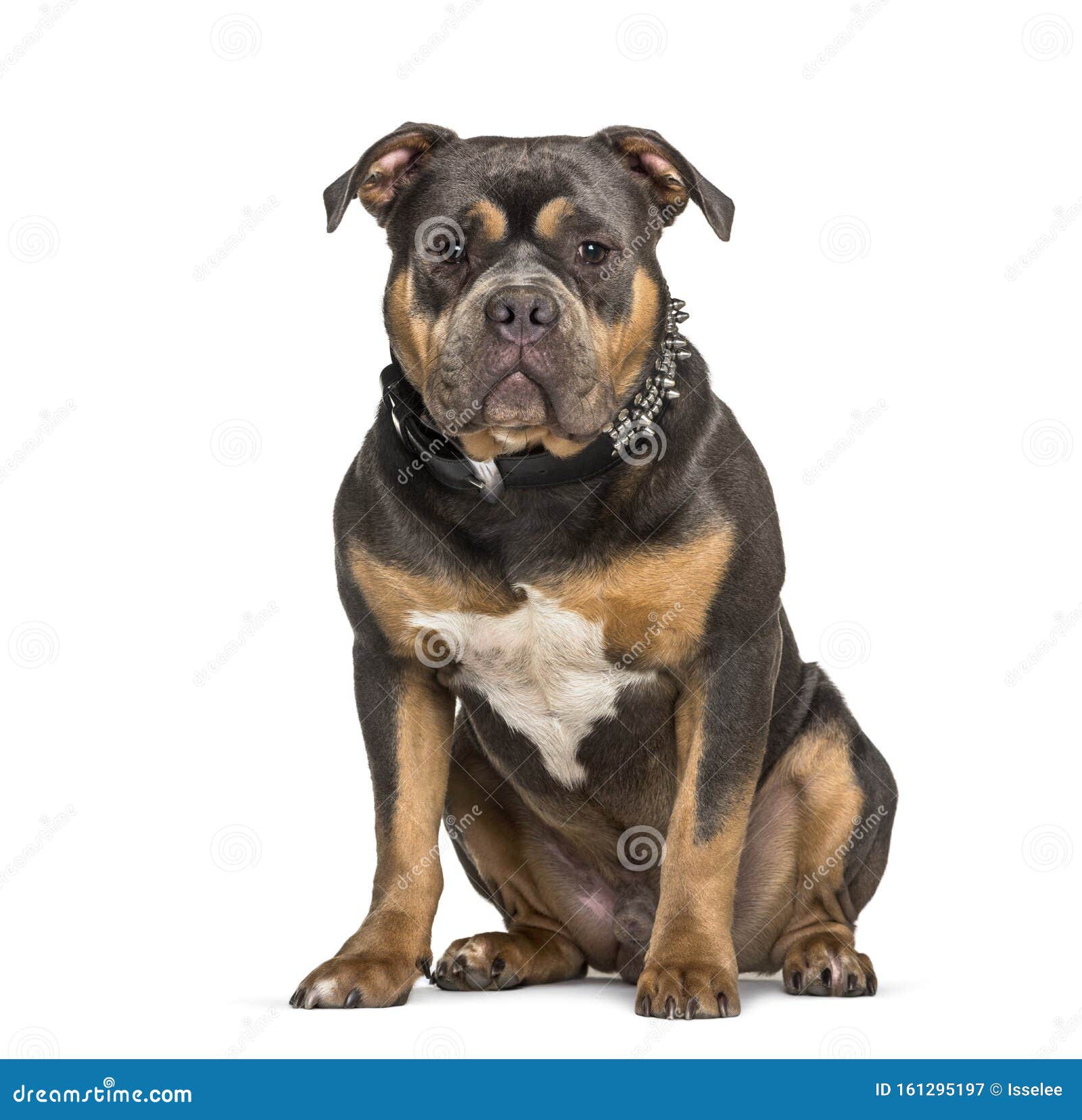 American Bully Sobre Fundo Branco Imagem de Stock - Imagem de marrom ...