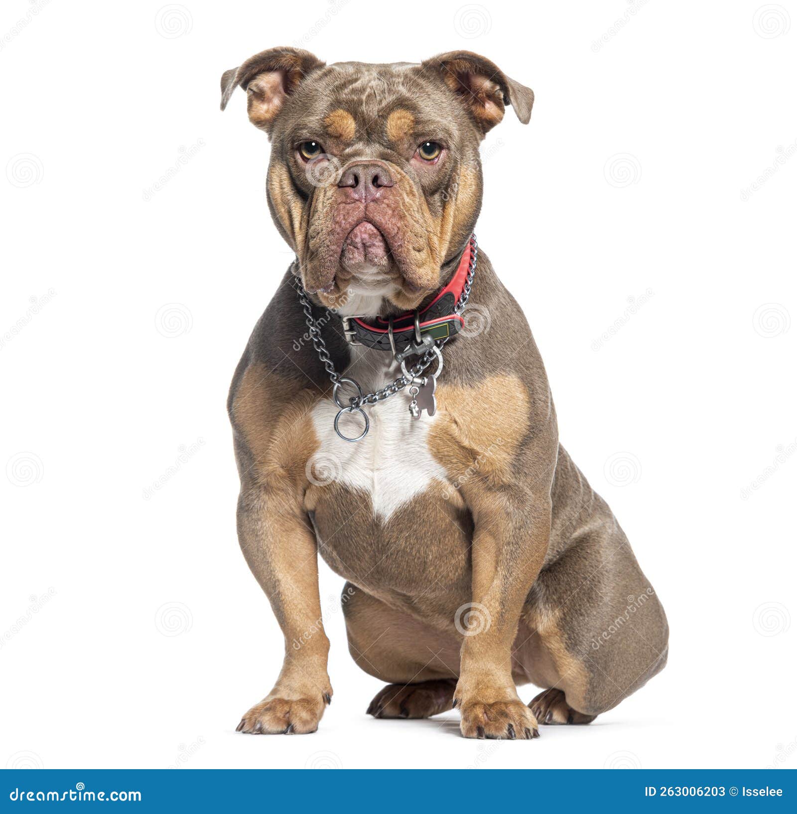 American Bully Wearing Many Collar Looking at Camera, Isolated on White ...