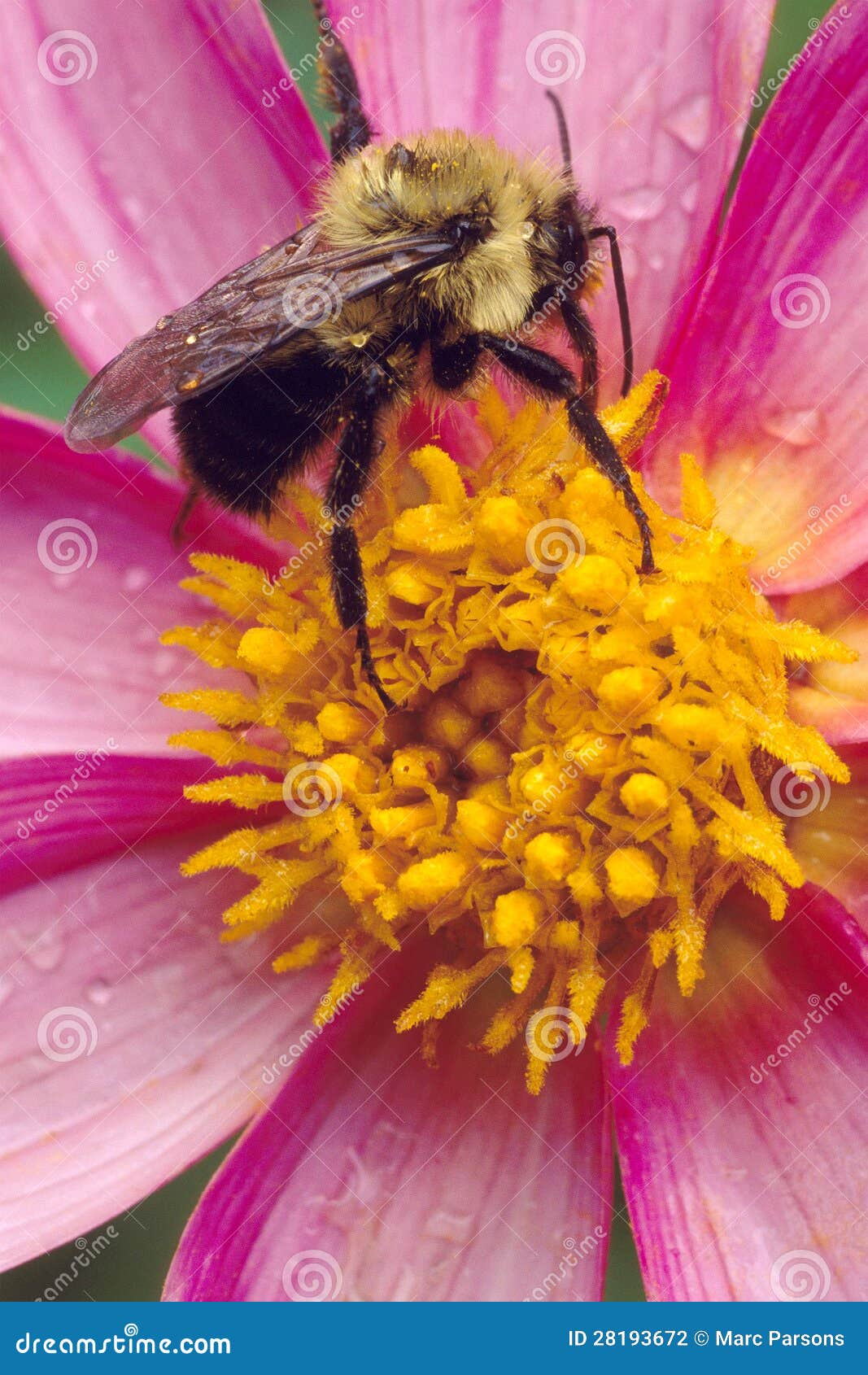 American Bumble Bee on Pink FLower Stock Photo - Image of furry ...