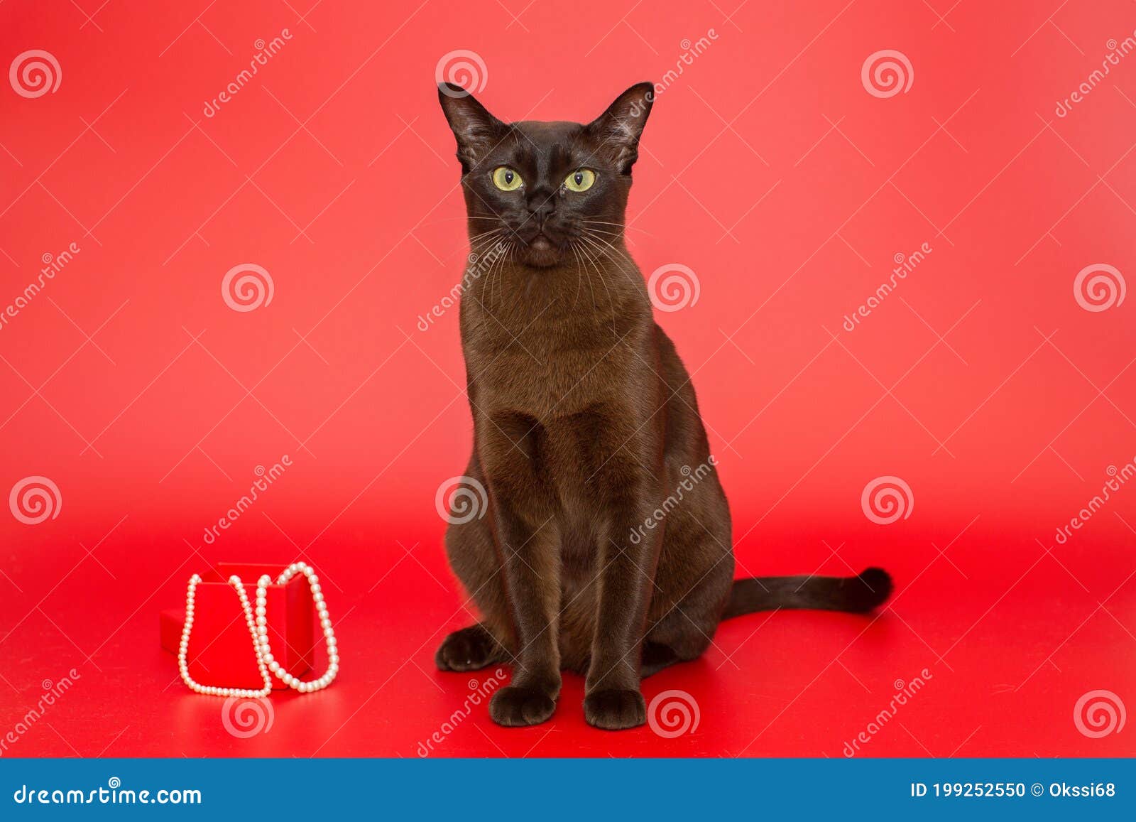 Red Burmese Cat