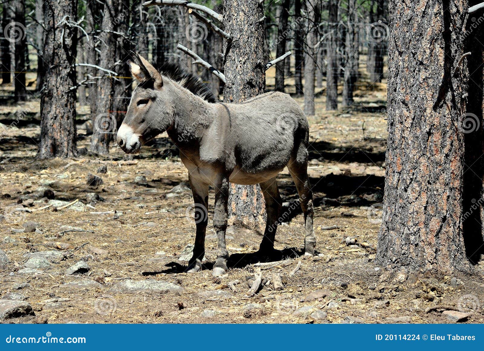 American Burro stock photo. Image of foal, horses, asinus - 20114224