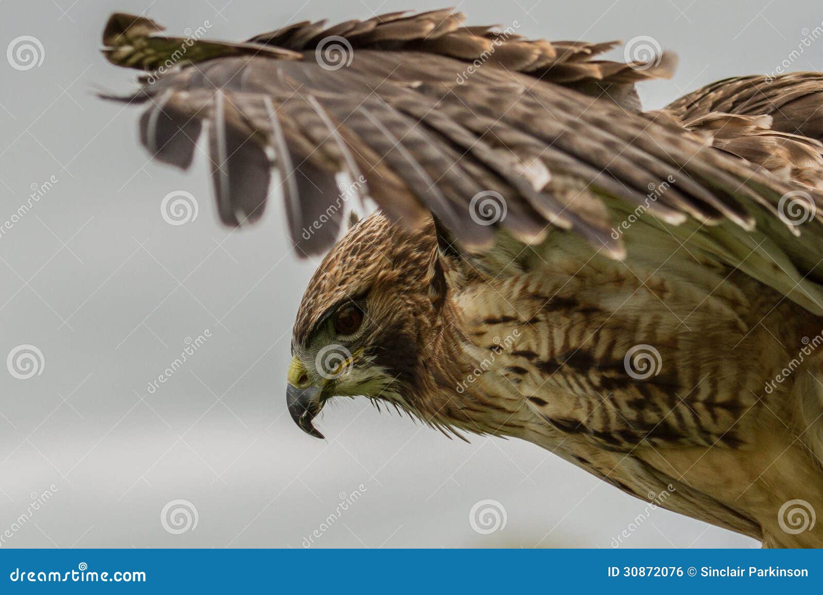 American Buzzard stock photo. Image of feather, beak - 30872076