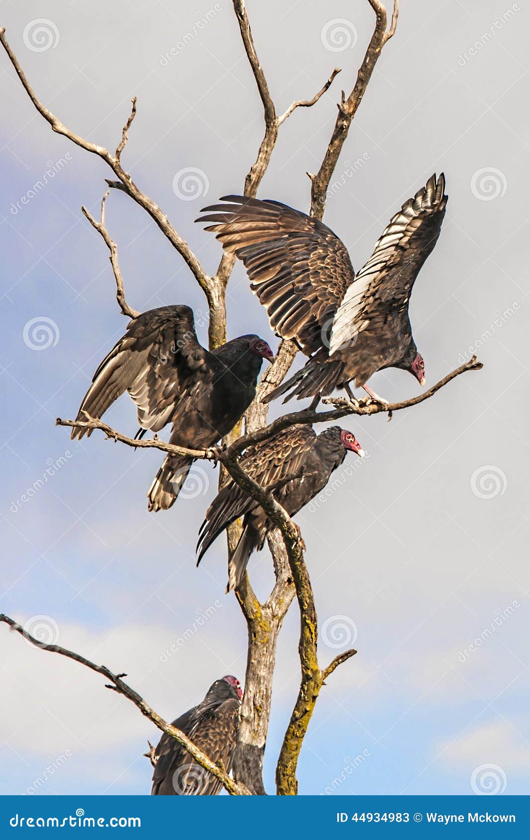 American buzzards stock image. Image of beak, raptor - 44934983