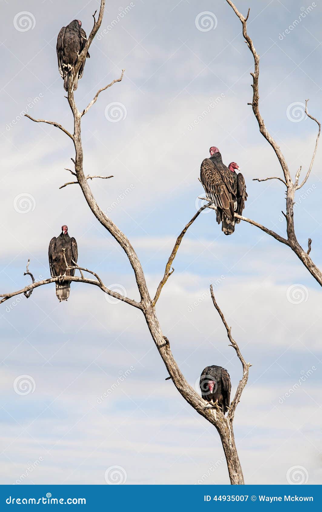 American buzzards stock image. Image of wildlife, avian - 44935007