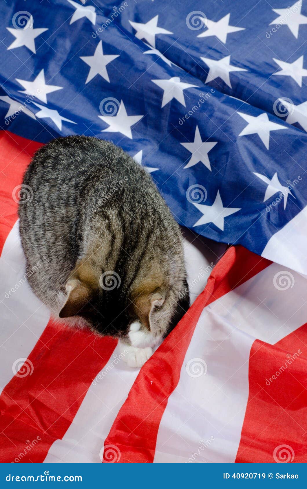 American cat stock image. Image of mammal, america, nation - 40920719
