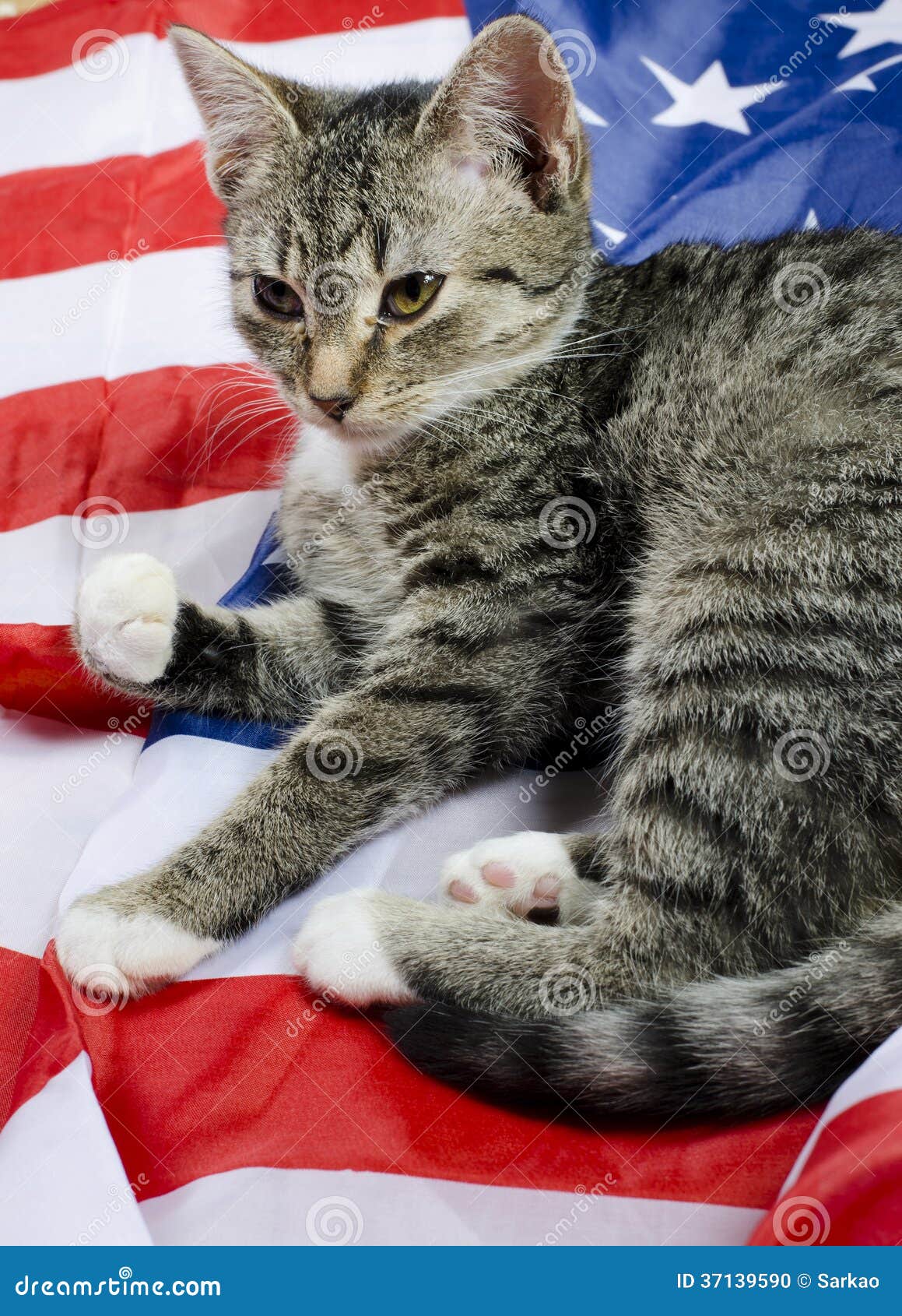 American cat stock photo. Image of cute, america, independent - 37139590