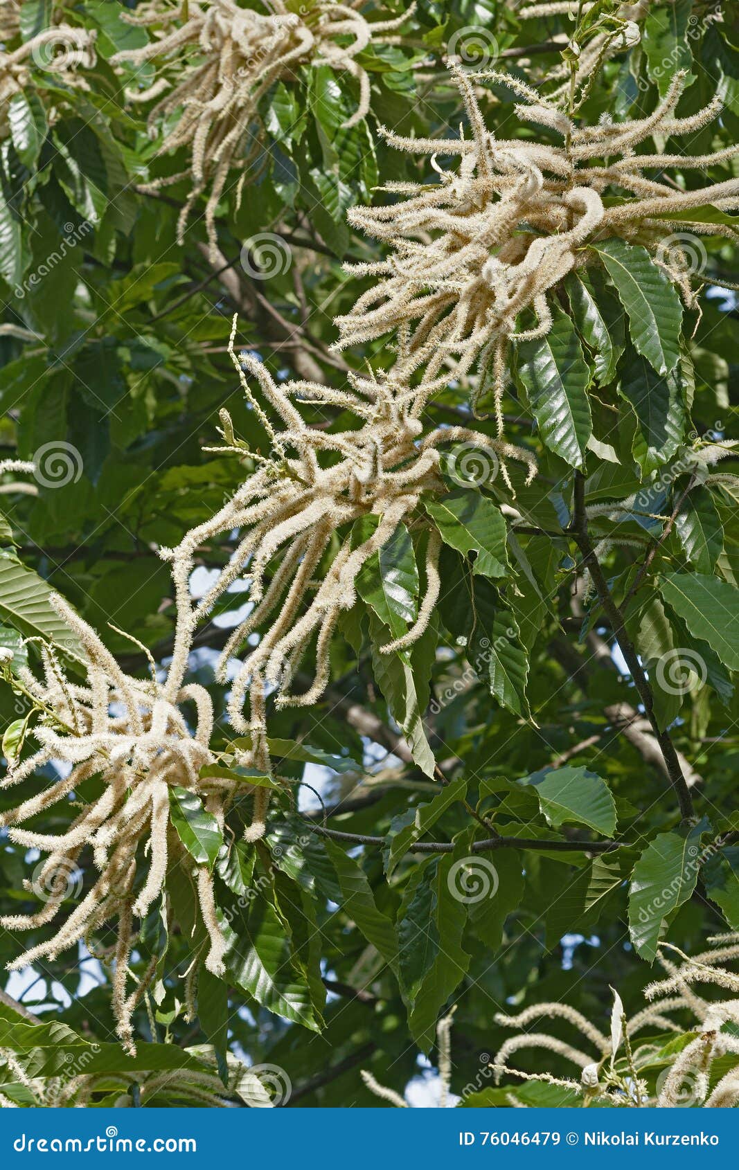 American chestnut flowers stock image. Image of plant - 76046479