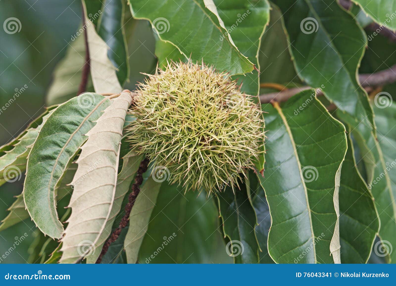 American chestnut fruit stock image. Image of chestnut - 76043341