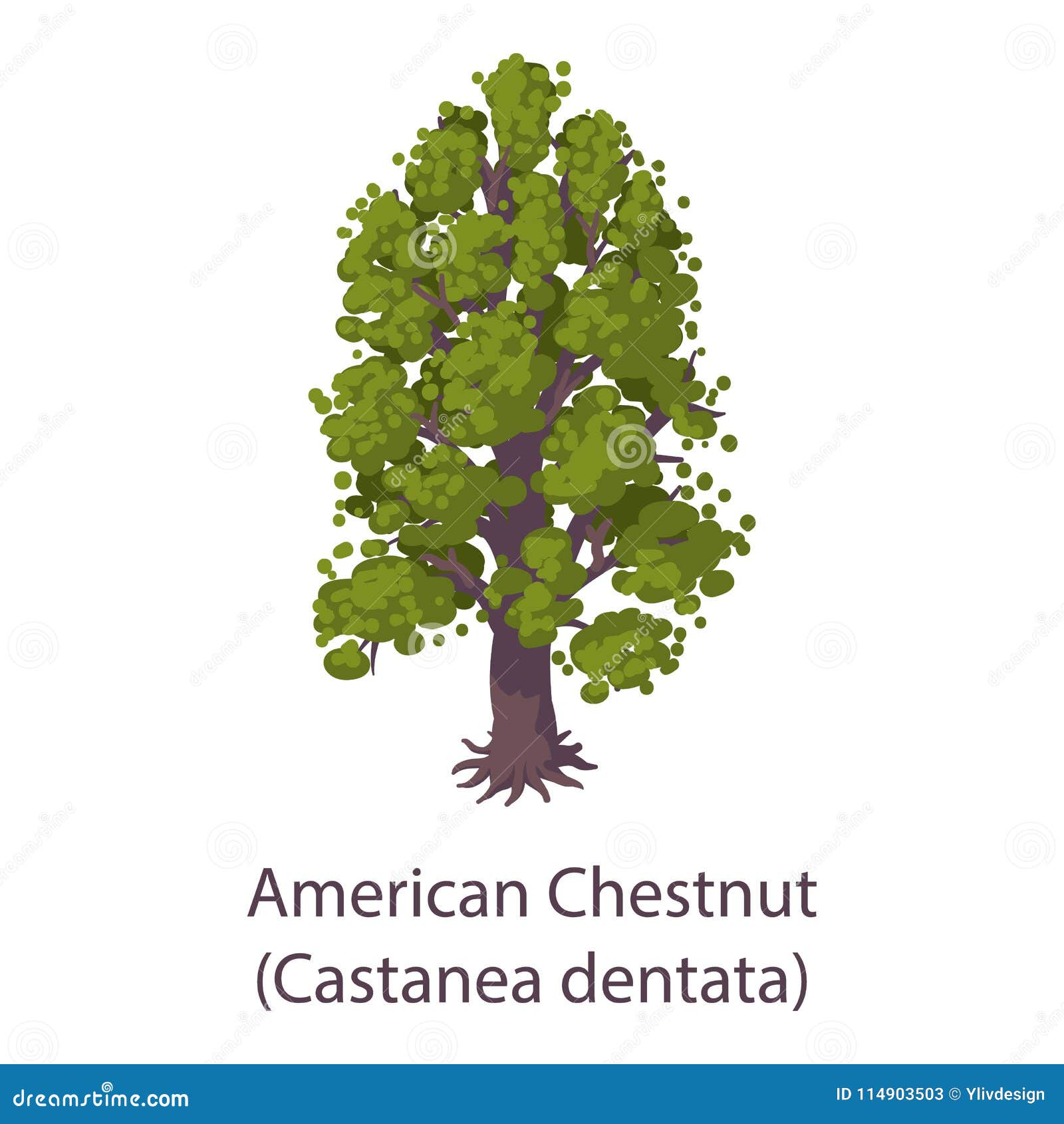 American Chestnut Tree Vector Icon On White Background. Flat Vector ...