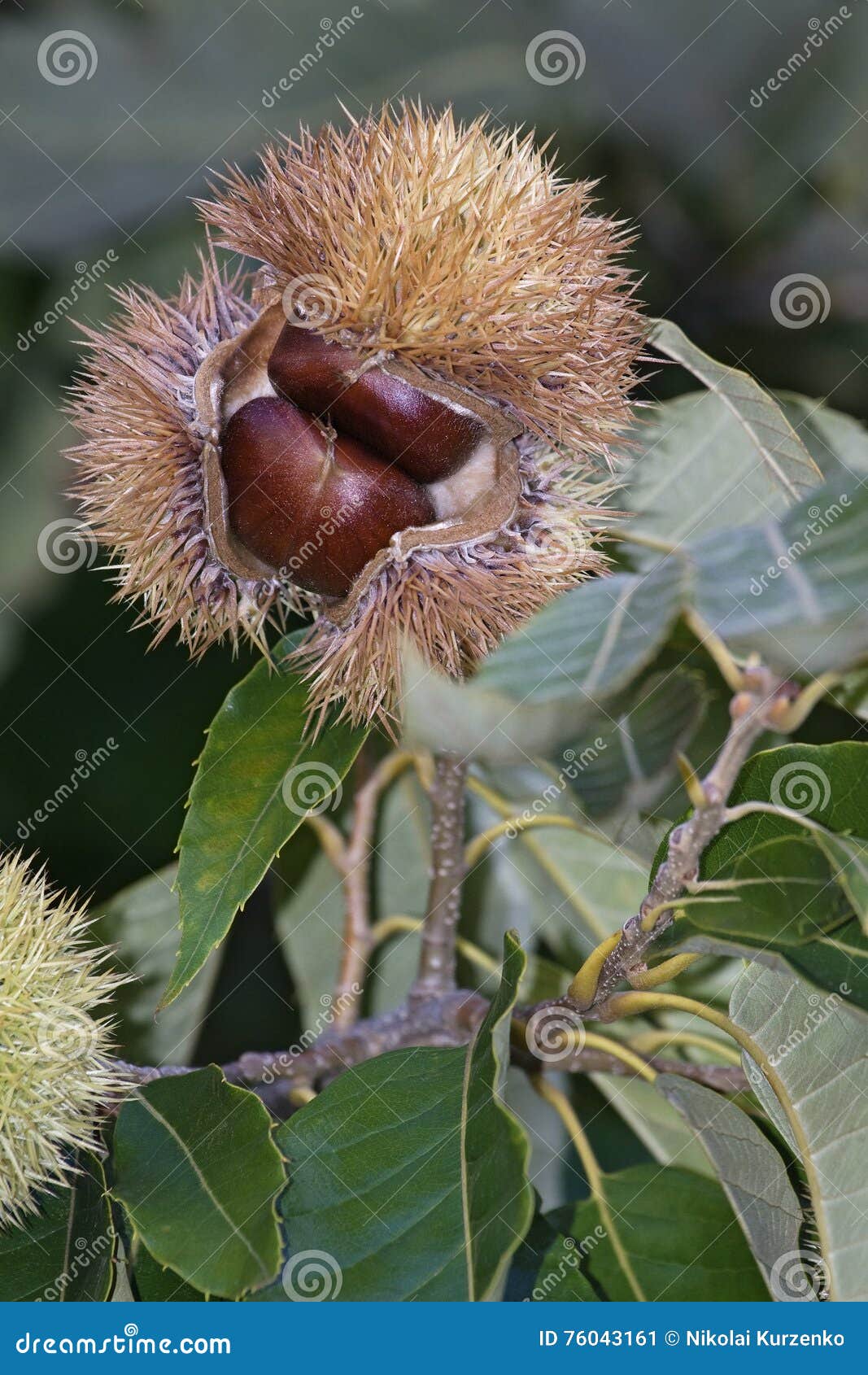 American chestnut nuts stock image. Image of portrait - 76043161
