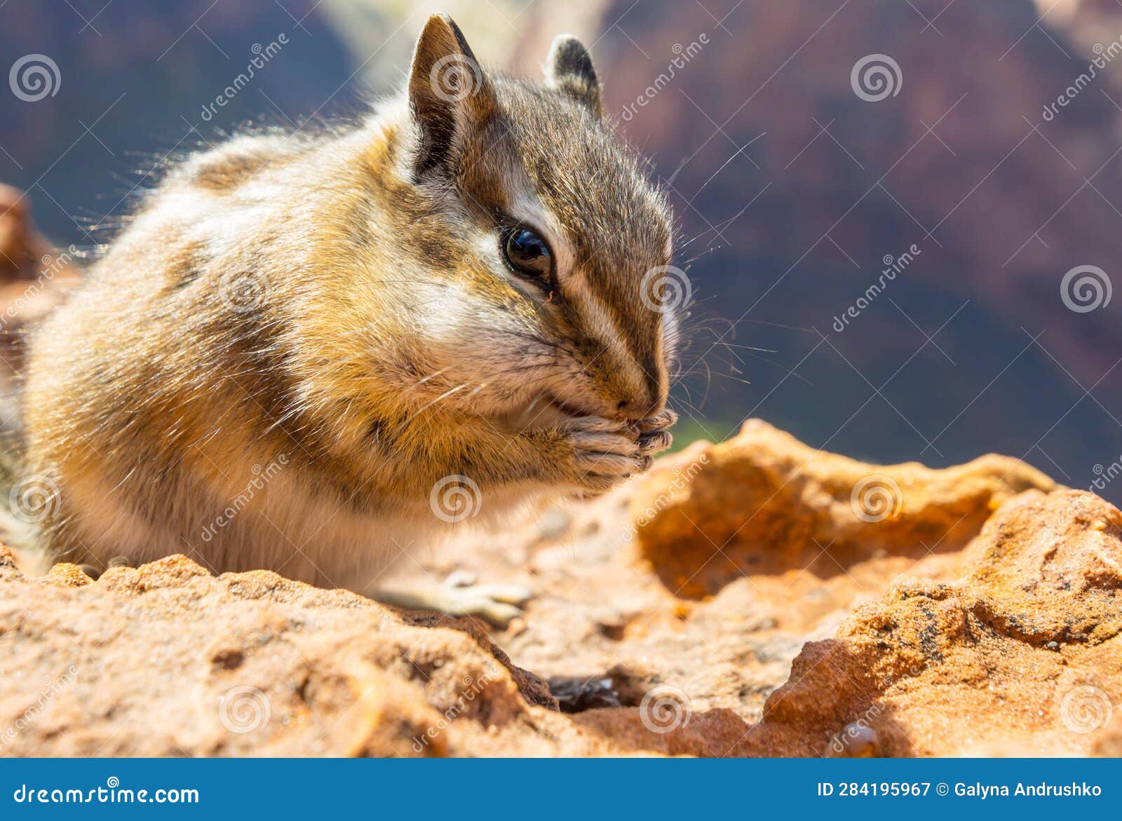 Chipmunk stock image. Image of summer, mammal, animal - 284195967