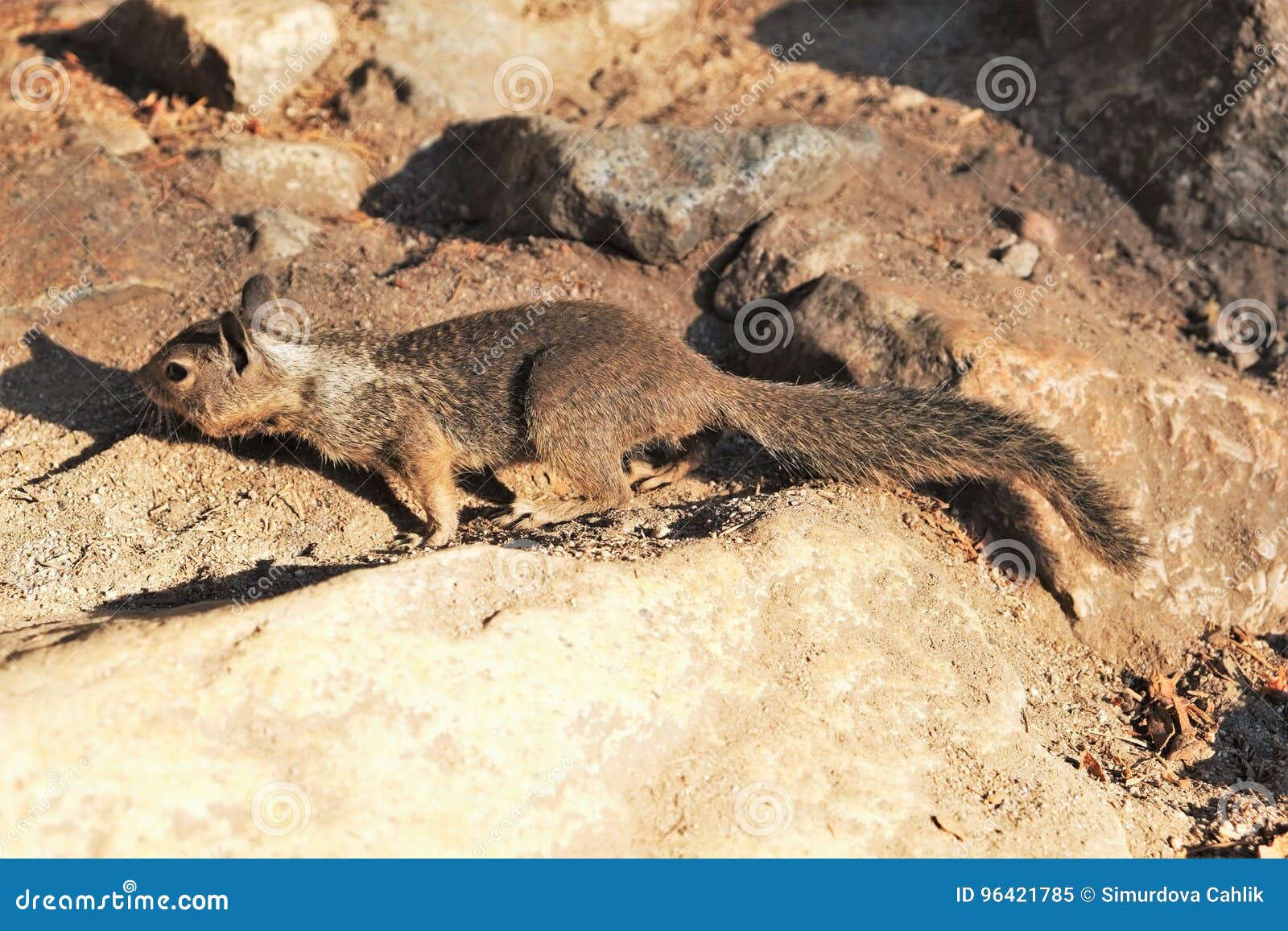 American chipmunk stock image. Image of natural, landscape - 96421785