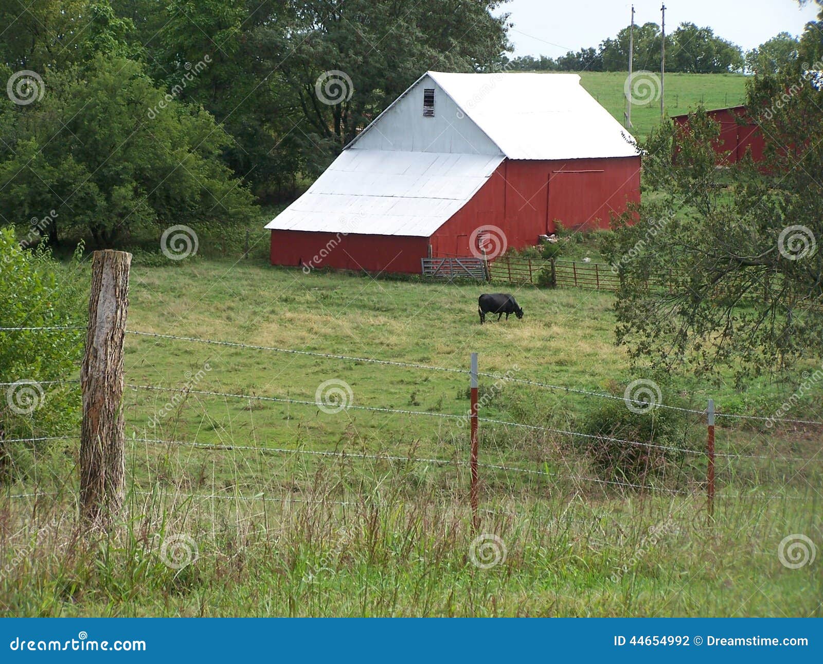 American Classic Red Barn Farm with Cow. Stock Photo - Image of classic ...