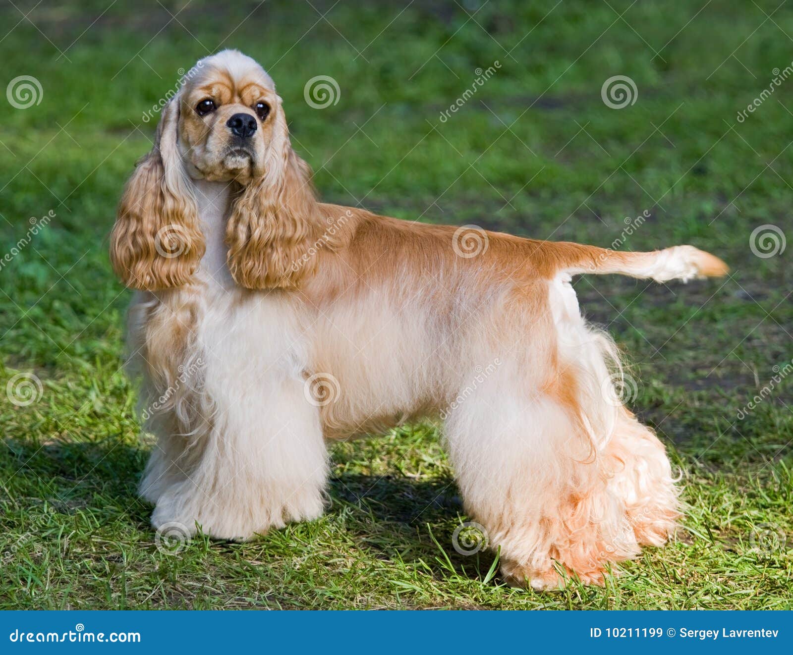 Cocker Spaniel Laying On Back Royalty-Free Stock Photography ...