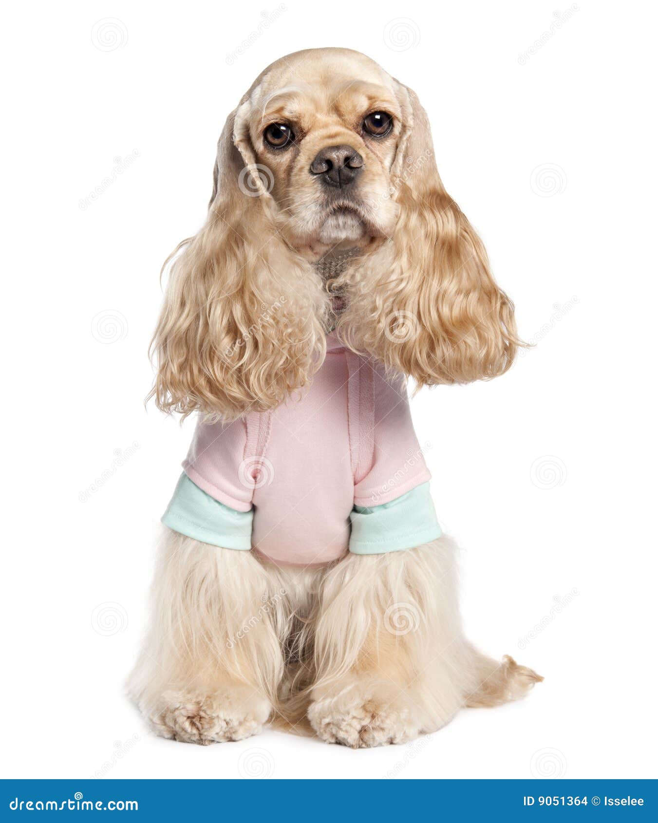 433 Spaniel Costume Photos - Free & Royalty-Free Stock Photos from ...