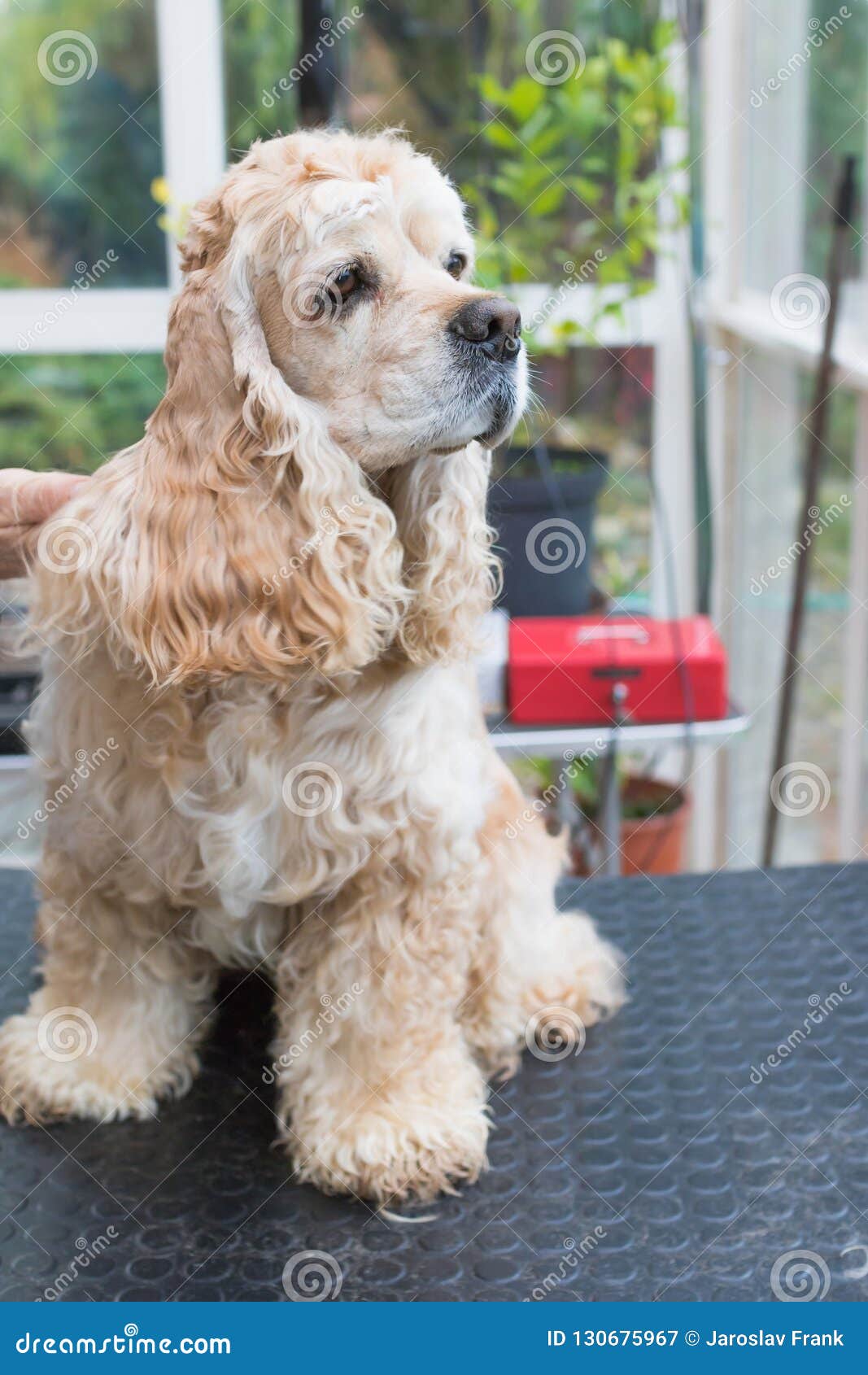American Cocker Spaniel at the Grooming Table Stock Image - Image of ...