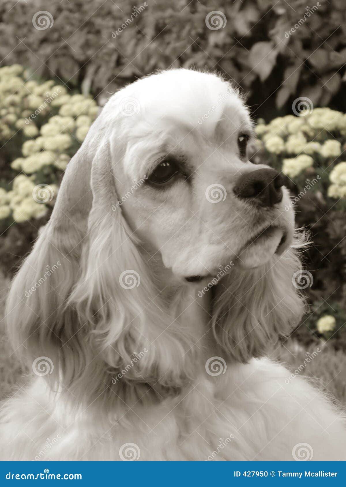 American Cocker Spaniel Head Shot Stock Photo - Image of playful ...
