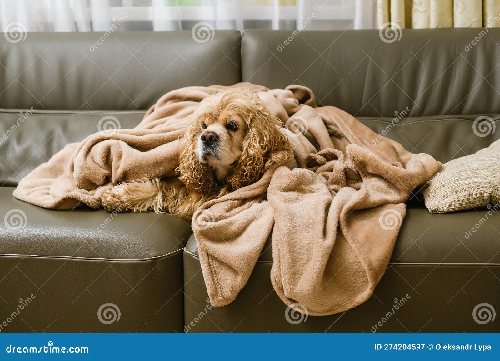 An American Cocker Spaniel is Lying on a Couch Covered with a Blanket ...