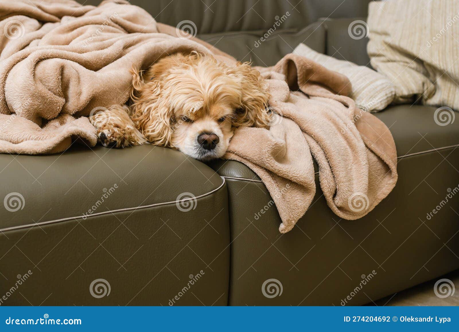 An American Cocker Spaniel is Lying on a Couch Covered with a Blanket ...