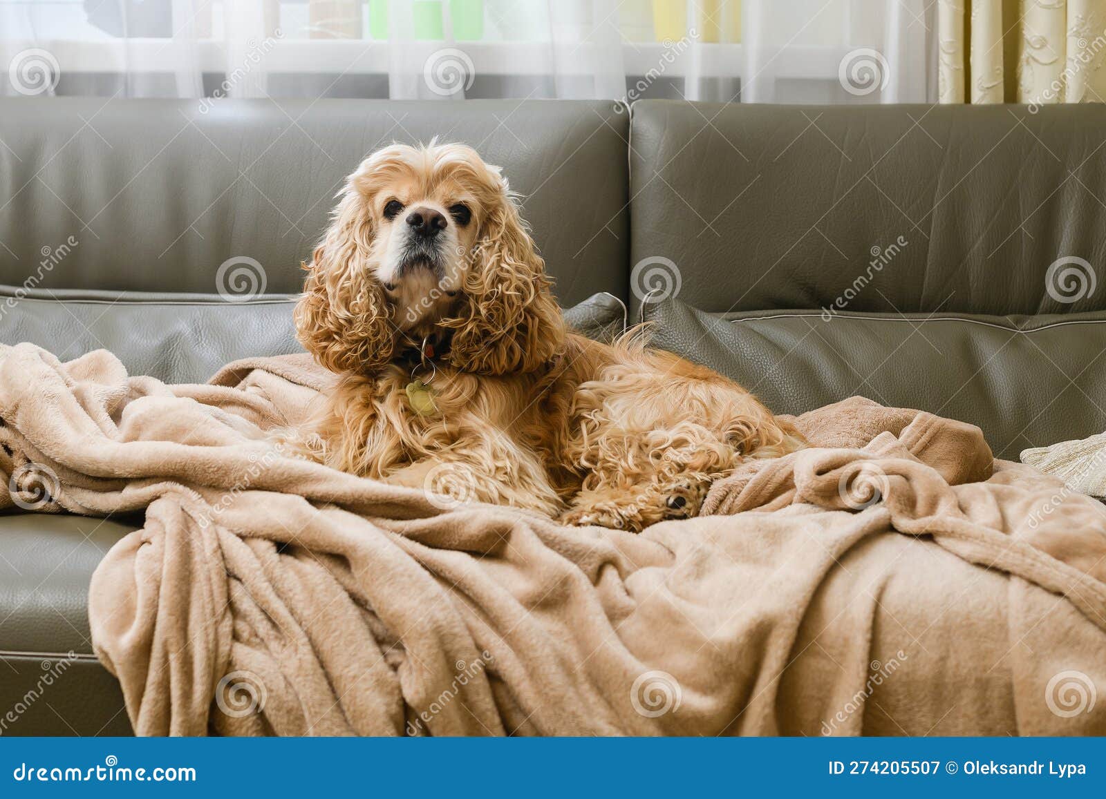 American Cocker Spaniel Lying on a Sofa with a Beige Plaid Stock Image ...