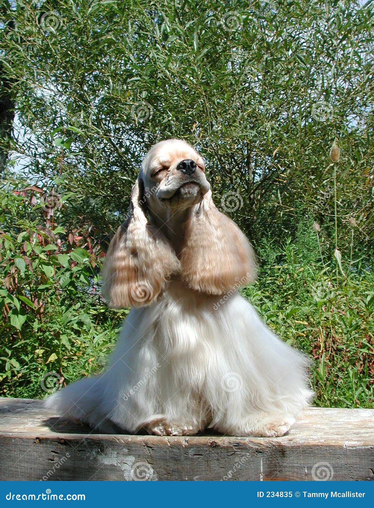 American Cocker Spaniel Making Funny Face Stock Image - Image of ...