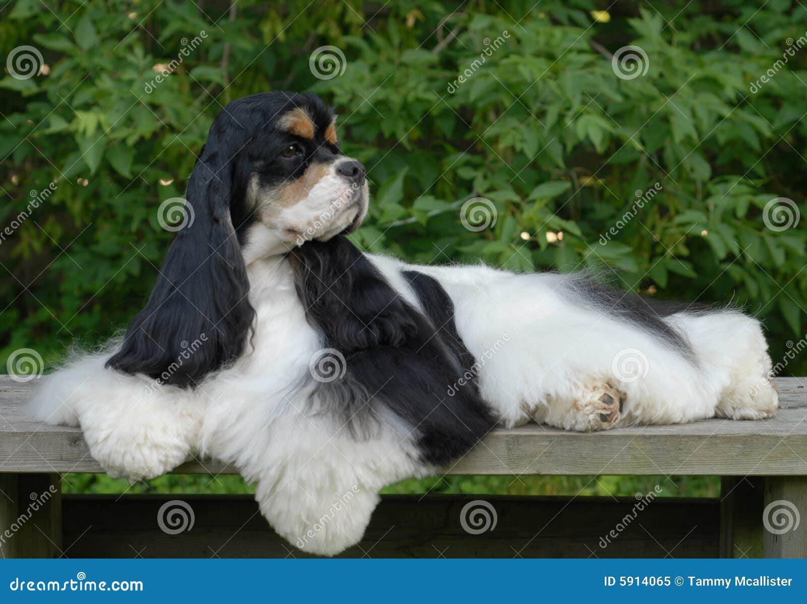 American Cocker Spaniel Portrait Stock Image - Image of american ...