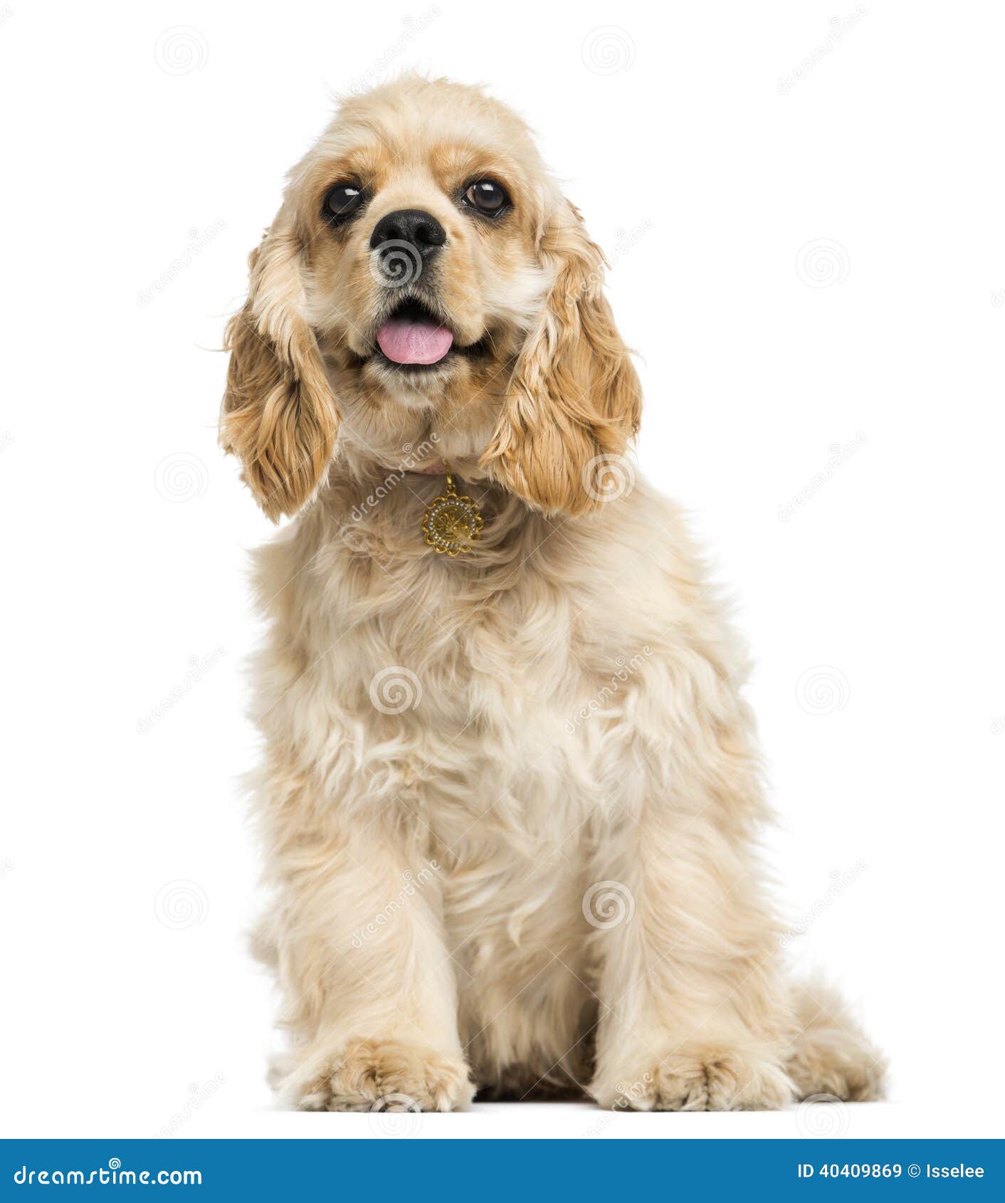 American Cocker Spaniel Puppy Sitting, Panting, 5 Months Stock Image ...