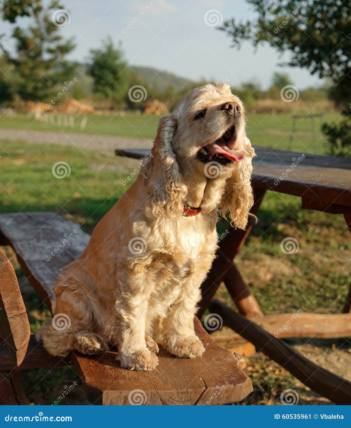 American Cocker Spaniel stock image. Image of beautiful - 60535961