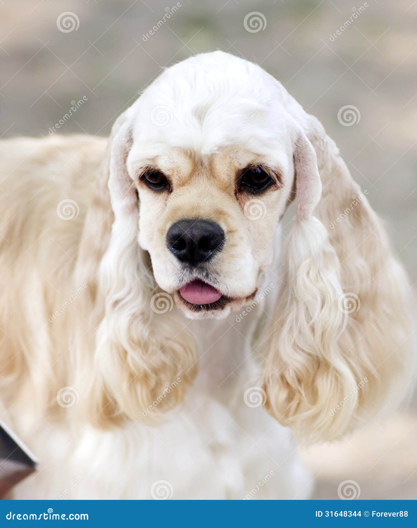 American Cocker Spaniel stock photo. Image of spaniel - 31648344