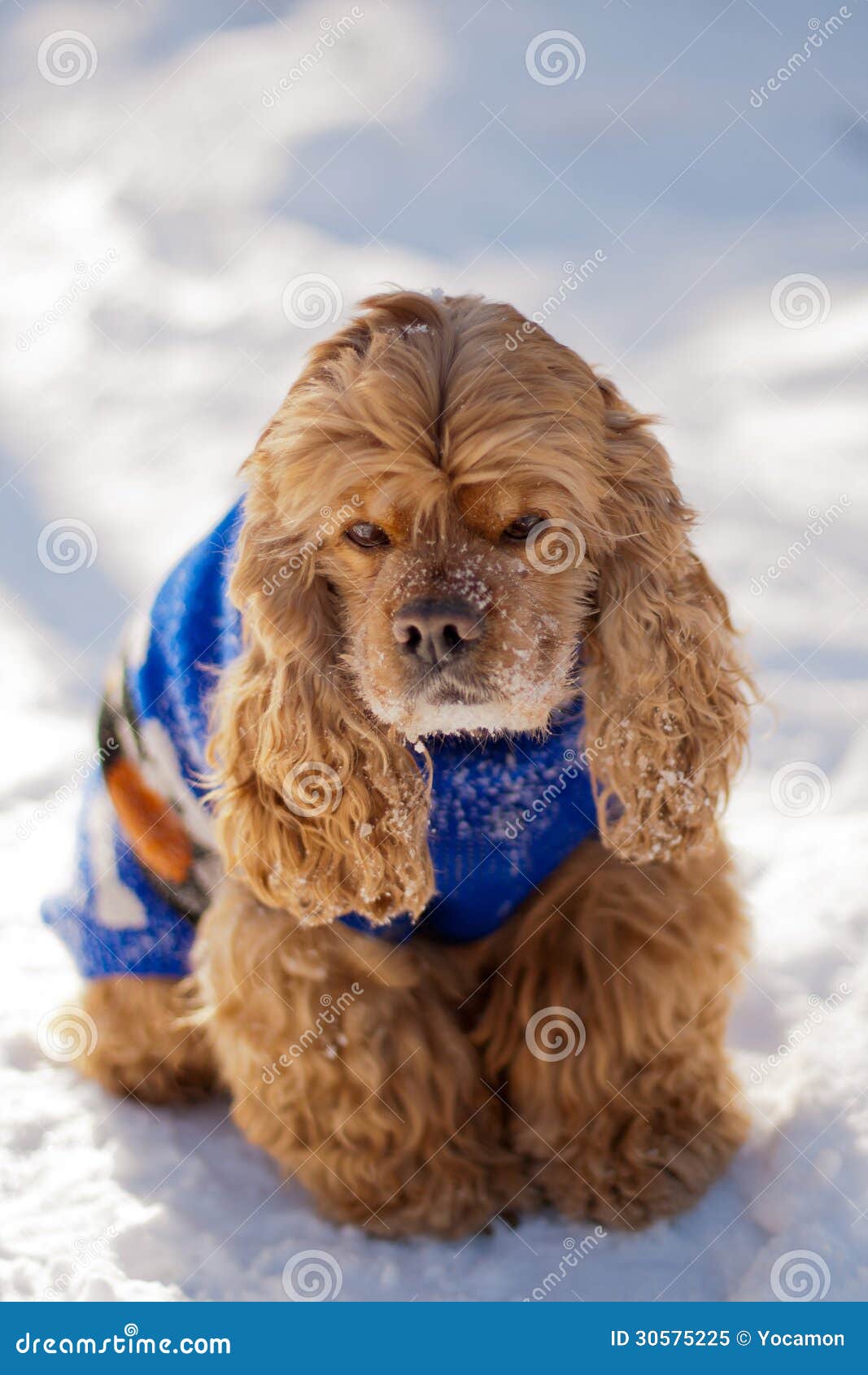 American cocker spaniel stock image. Image of breed, purebred - 30575225