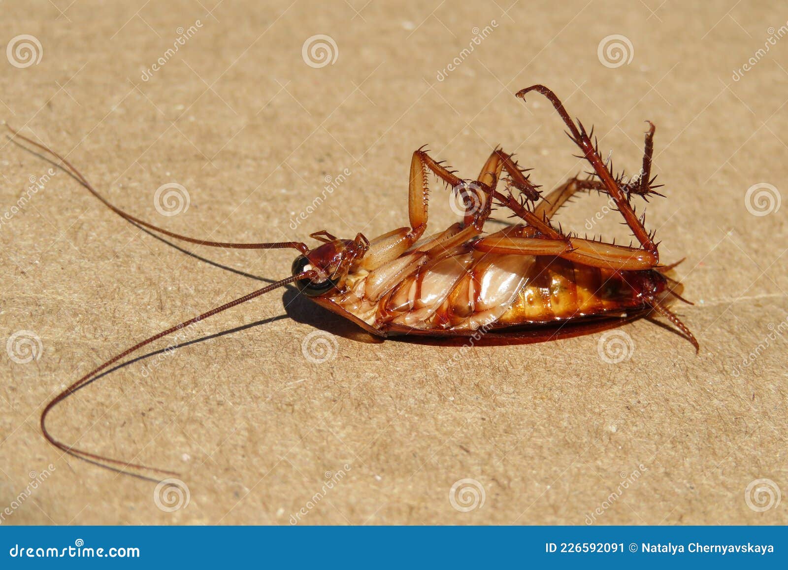 American Cockroach, Closeup Stock Image - Image of environment ...