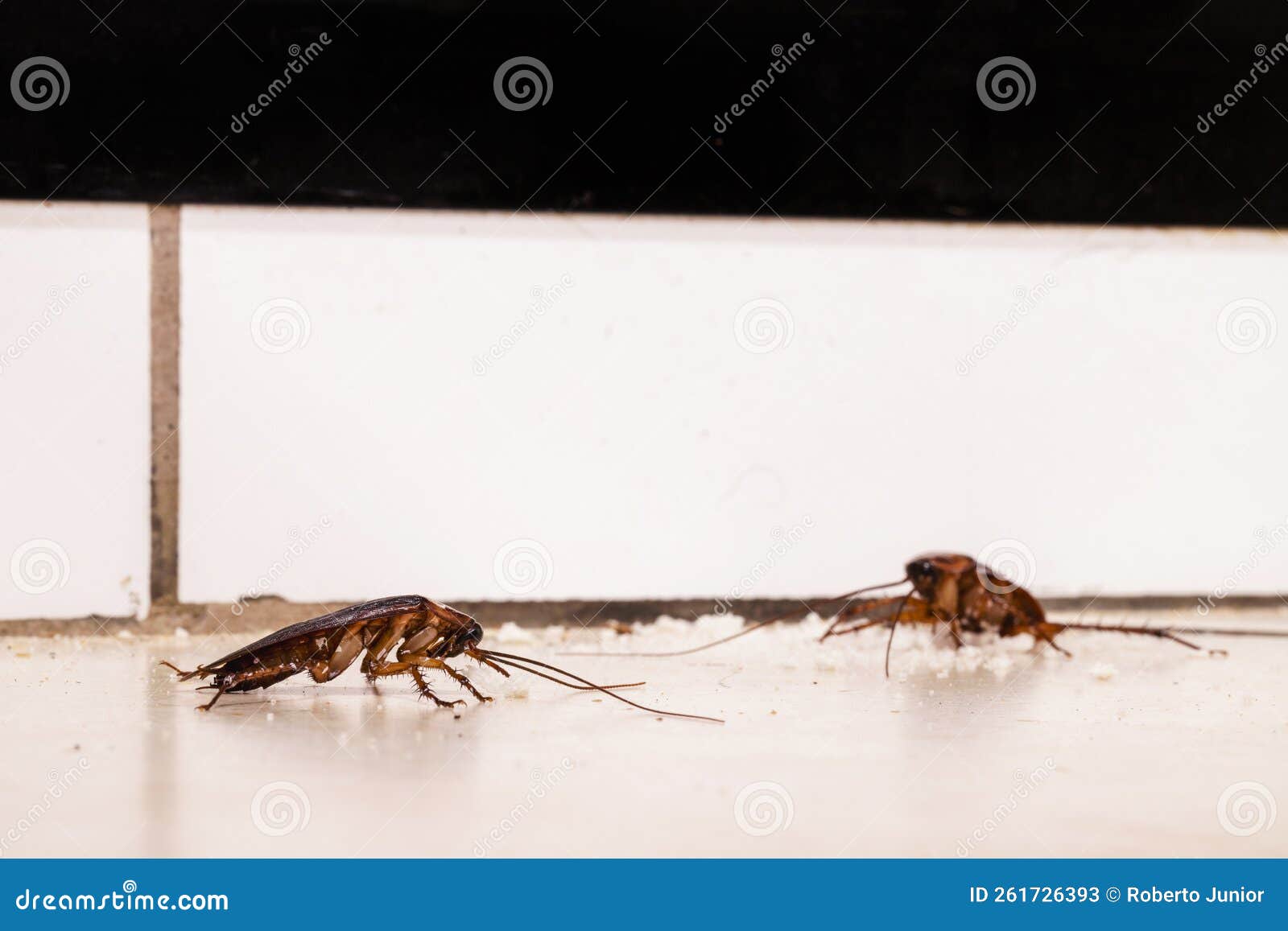 American Cockroach on the Floor, Eating Dirt Crumbs, Inside the Kitchen ...