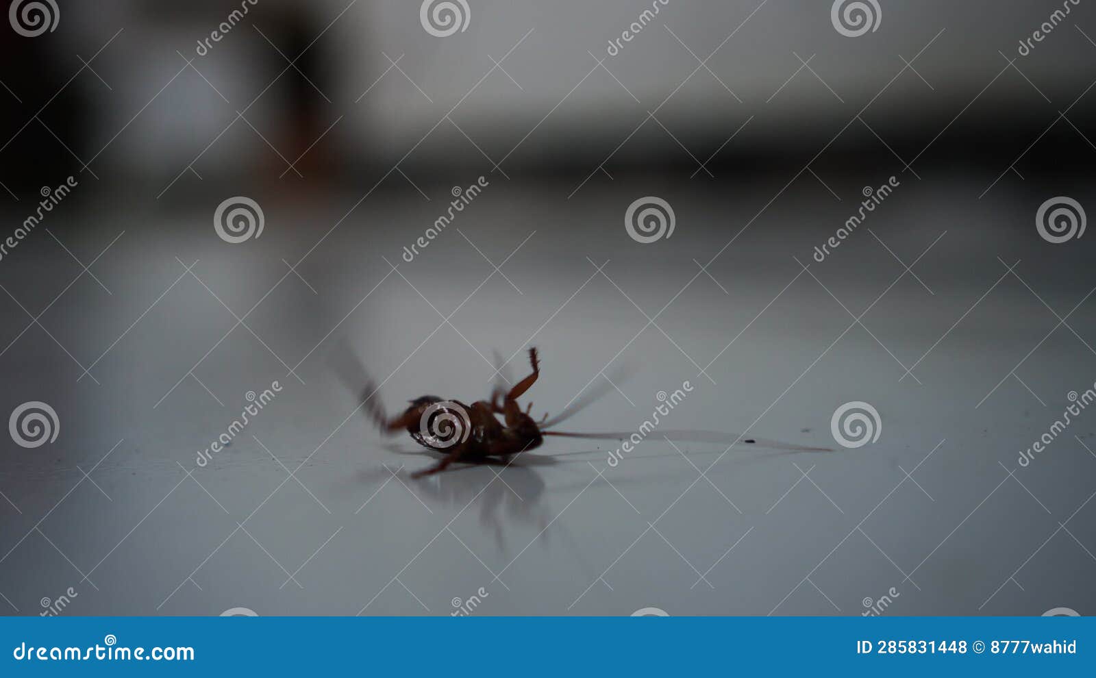 The American Cockroach Upside Stock Footage - Video of cockroach, fear ...