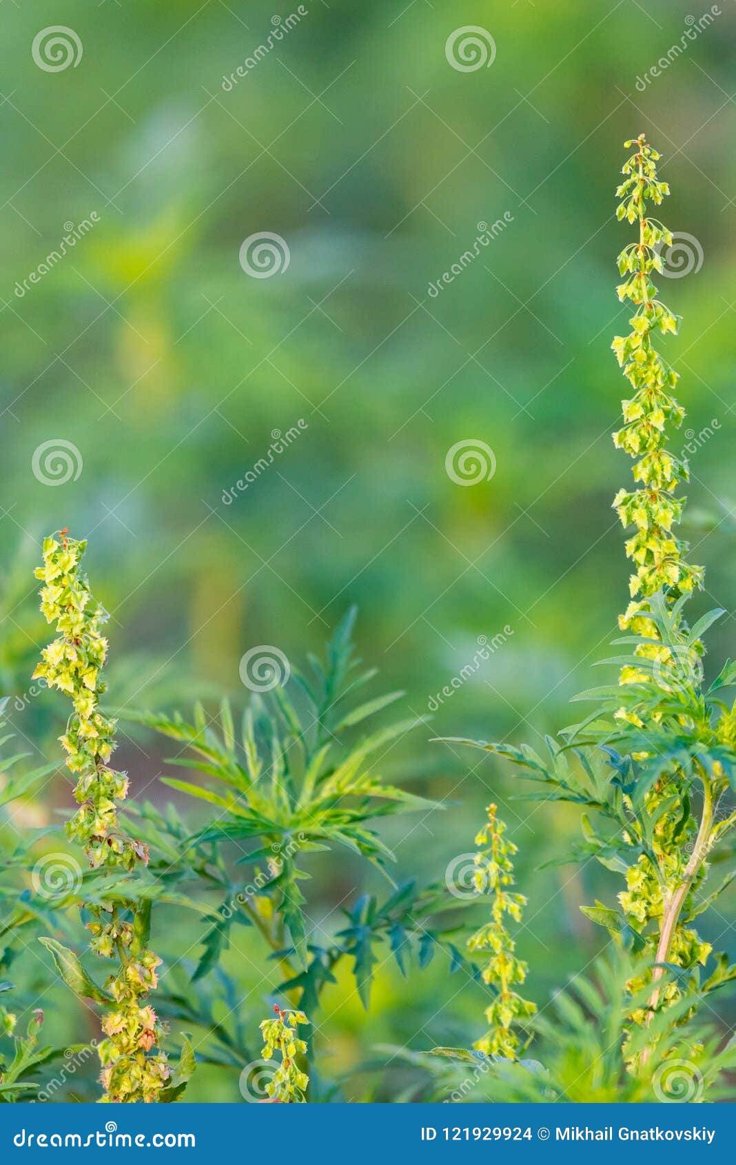 American Common Ragweed or Ambrosia Artemisiifolia Causing Allergy ...