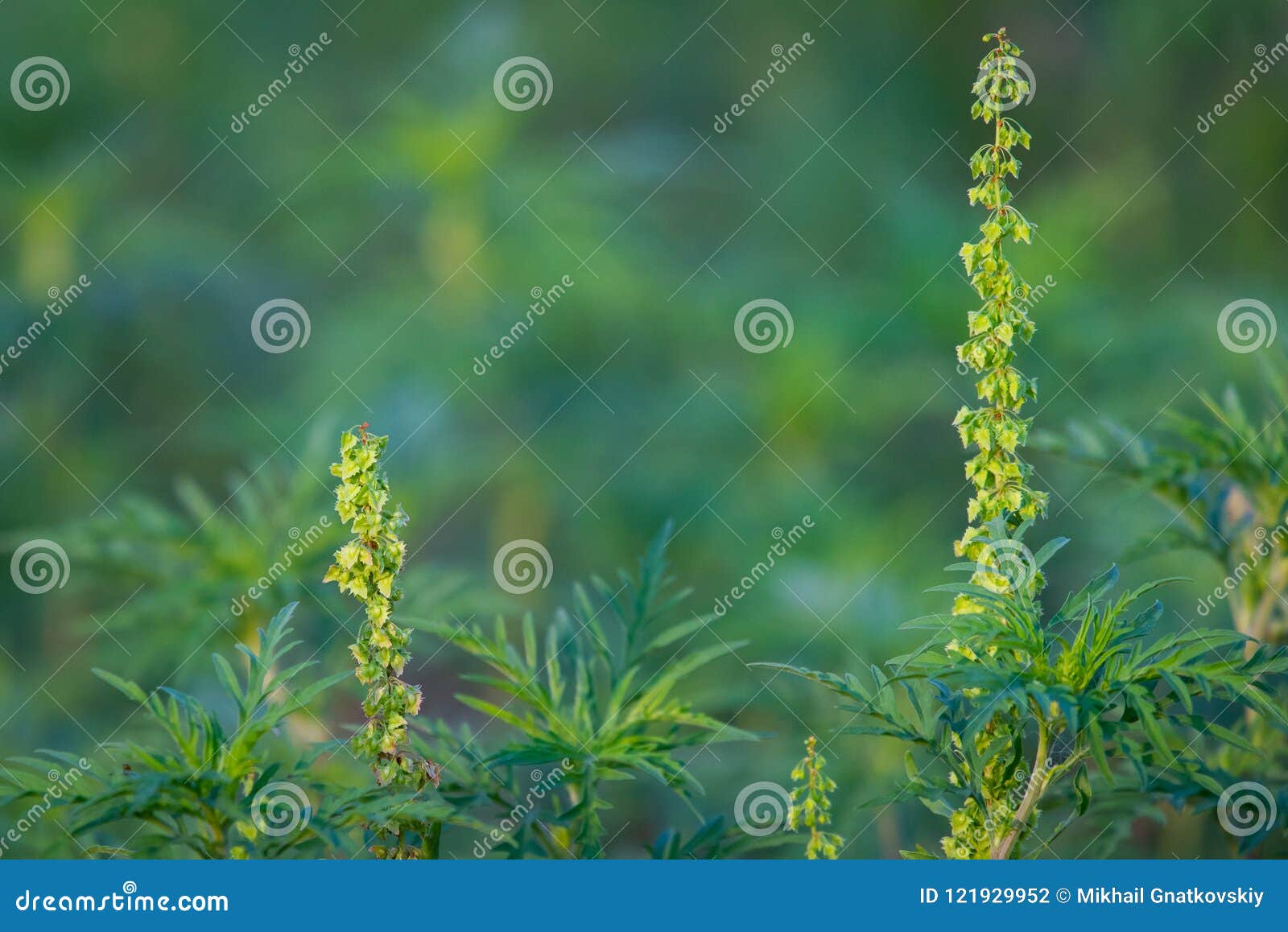 American Common Ragweed or Ambrosia Artemisiifolia Causing Allergy ...