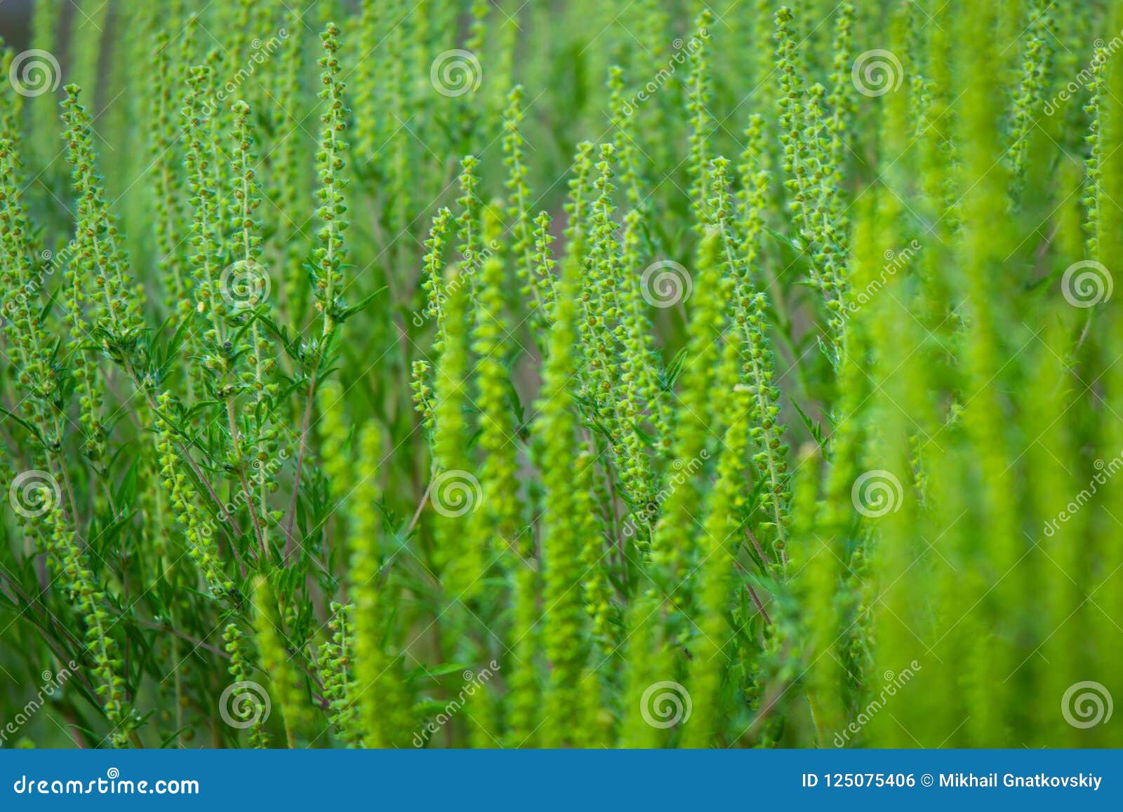 American Common Ragweed or Ambrosia Artemisiifolia Causing Allergy ...